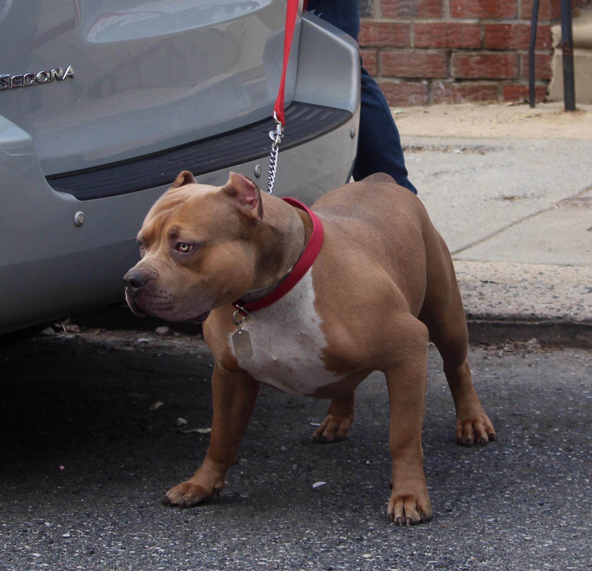 Fawn Tri Color Bully - Stud Dog in PA, United States | Breed Your Dog