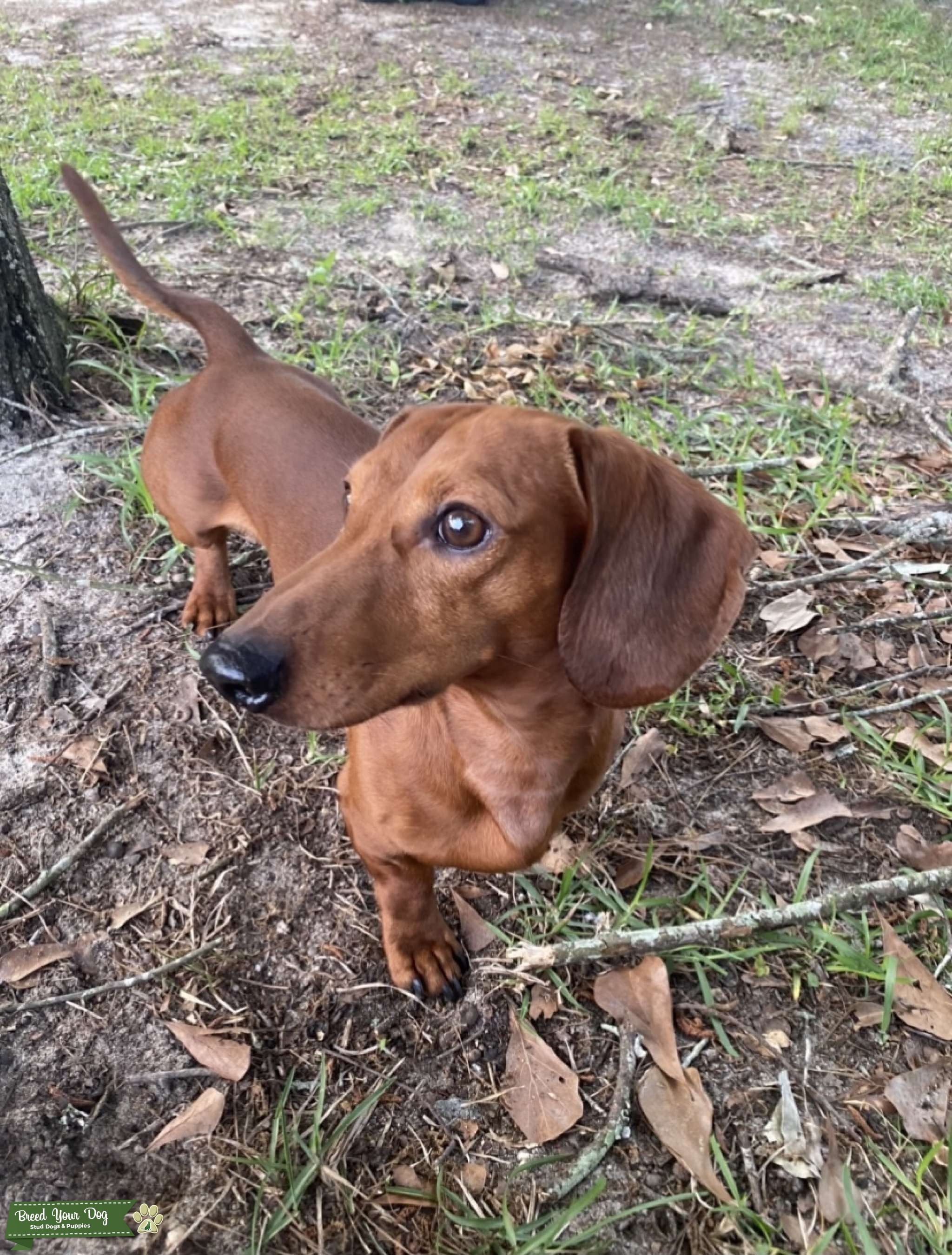 Dotson Male - 2.5 Y/O - Stud Dog in SE, the United States | Breed Your Dog