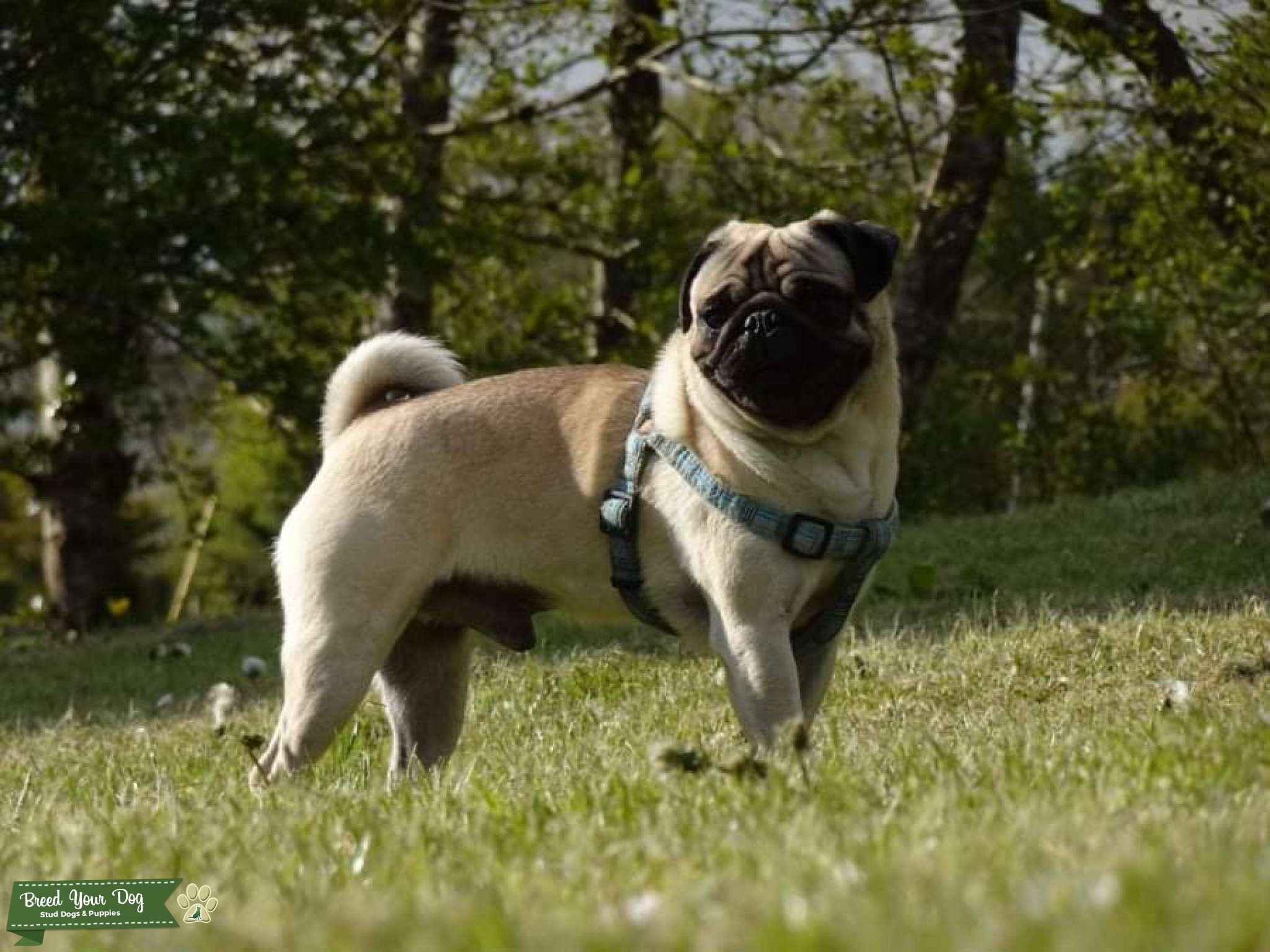 Pug - Stud Dog Galway - Breed Your Dog