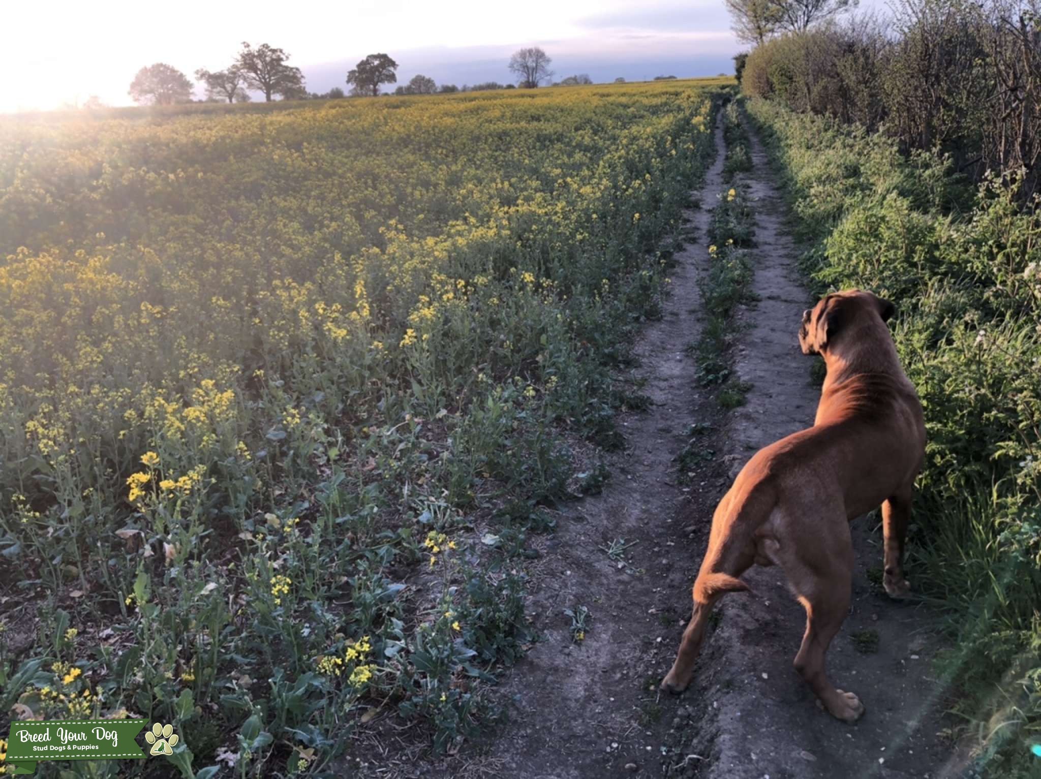 Muscle Mastiff (French x English) - Stud Dog in Essex, the United ...