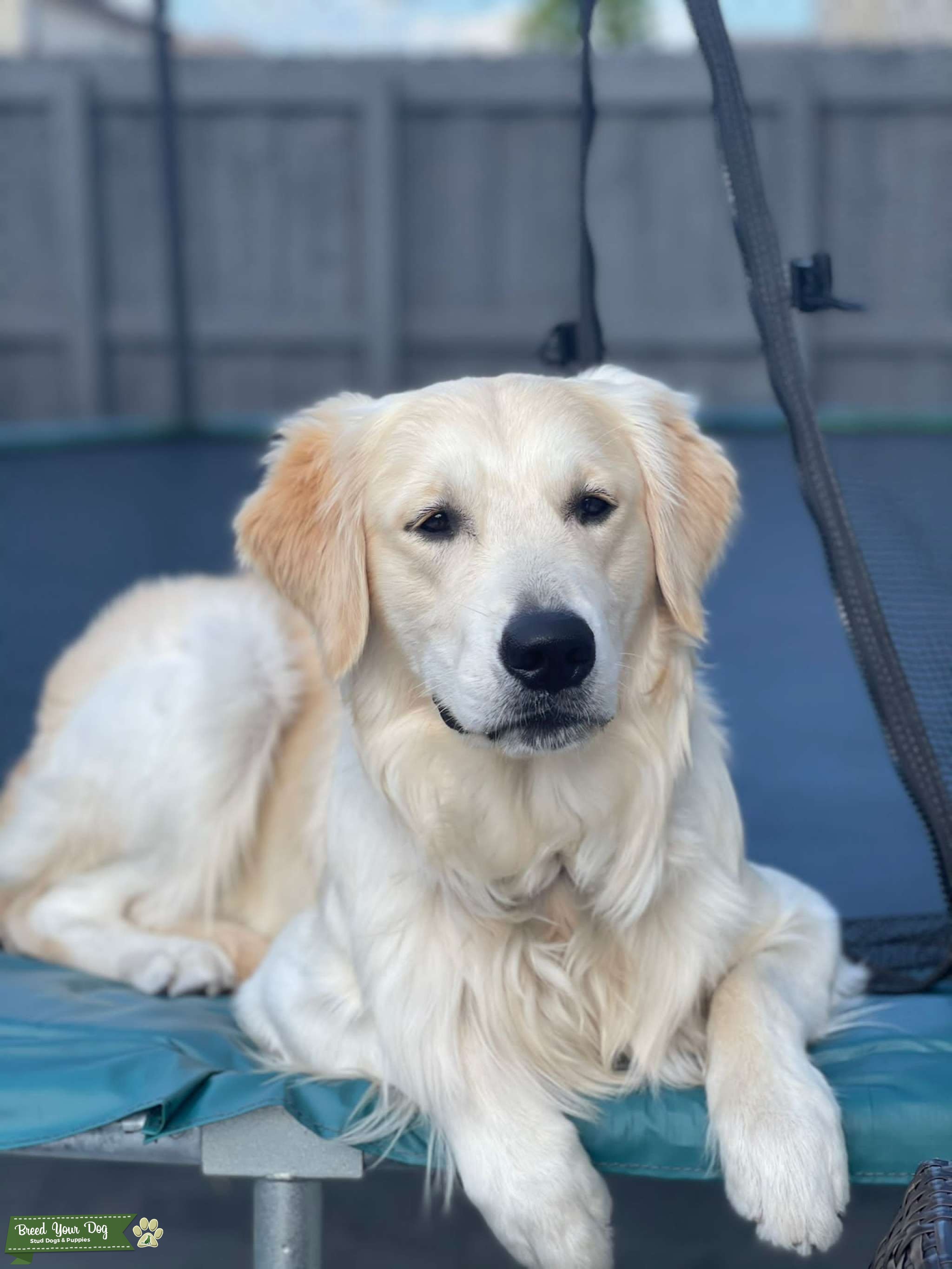 Golden Retriver - Stud Dog in Miami, the United States | Breed Your Dog