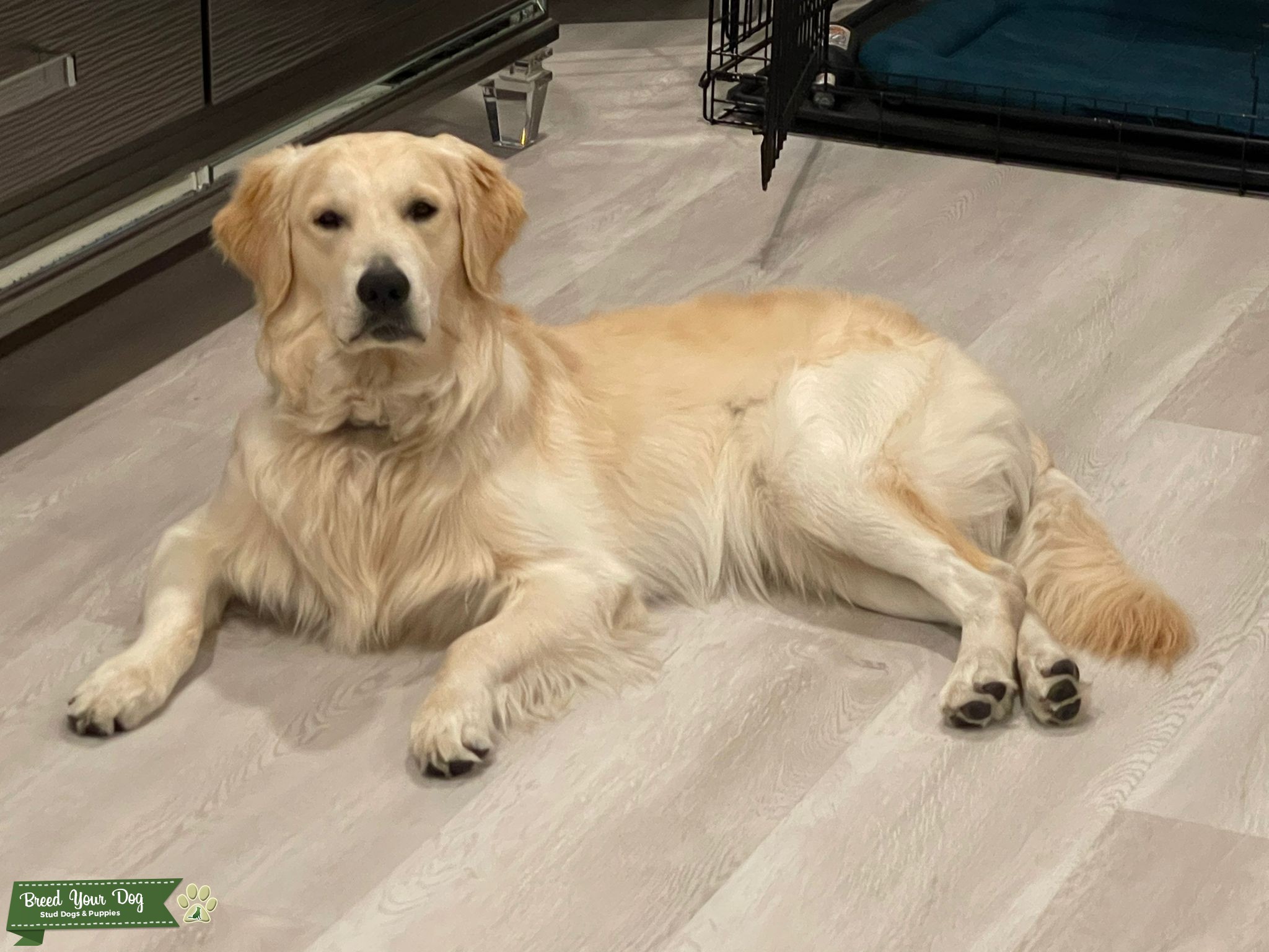 Golden Retriver - Stud Dog in Miami, the United States | Breed Your Dog