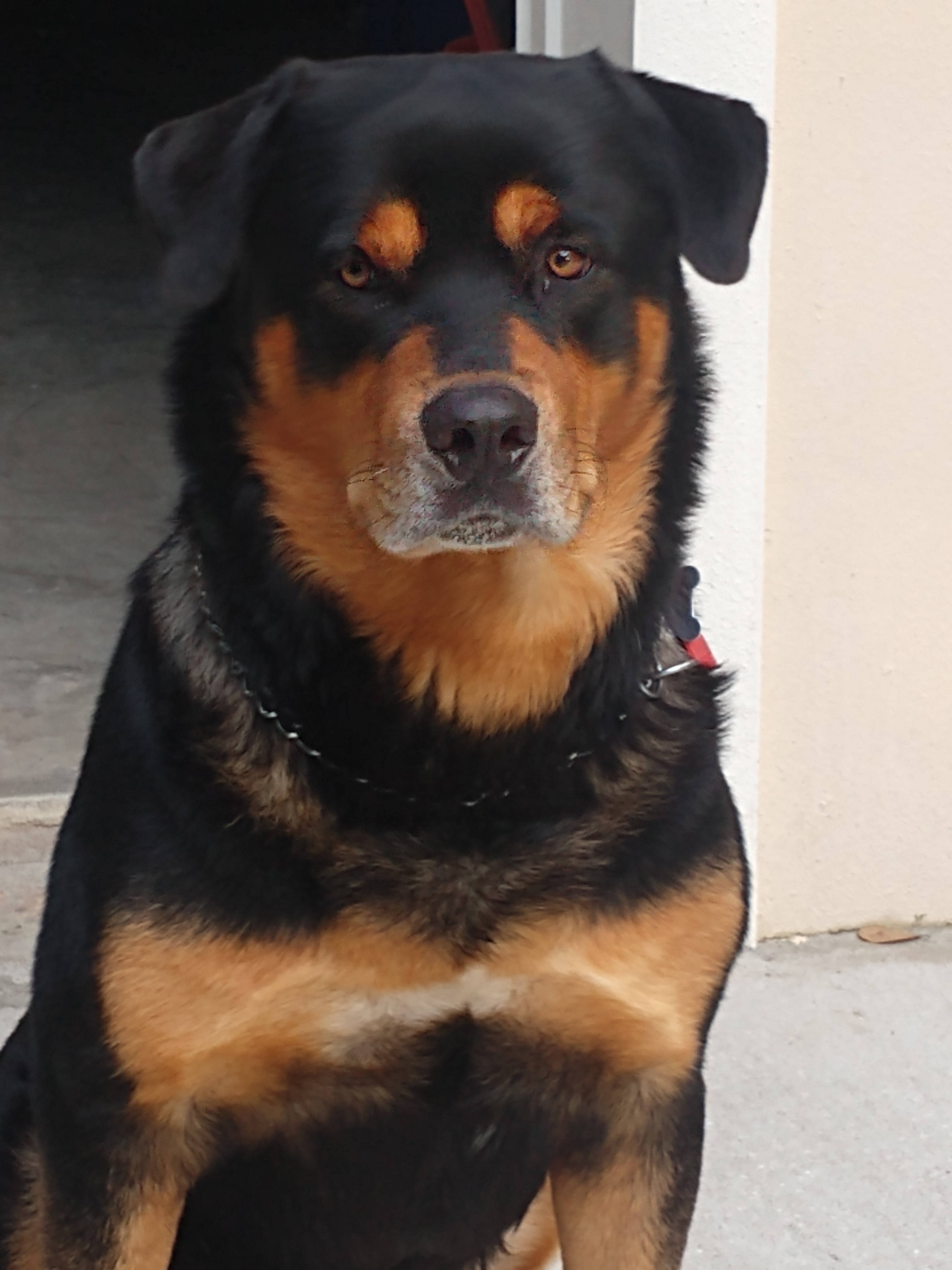Rottweiler mix - Stud Dog in FL, United States | Breed Your Dog
