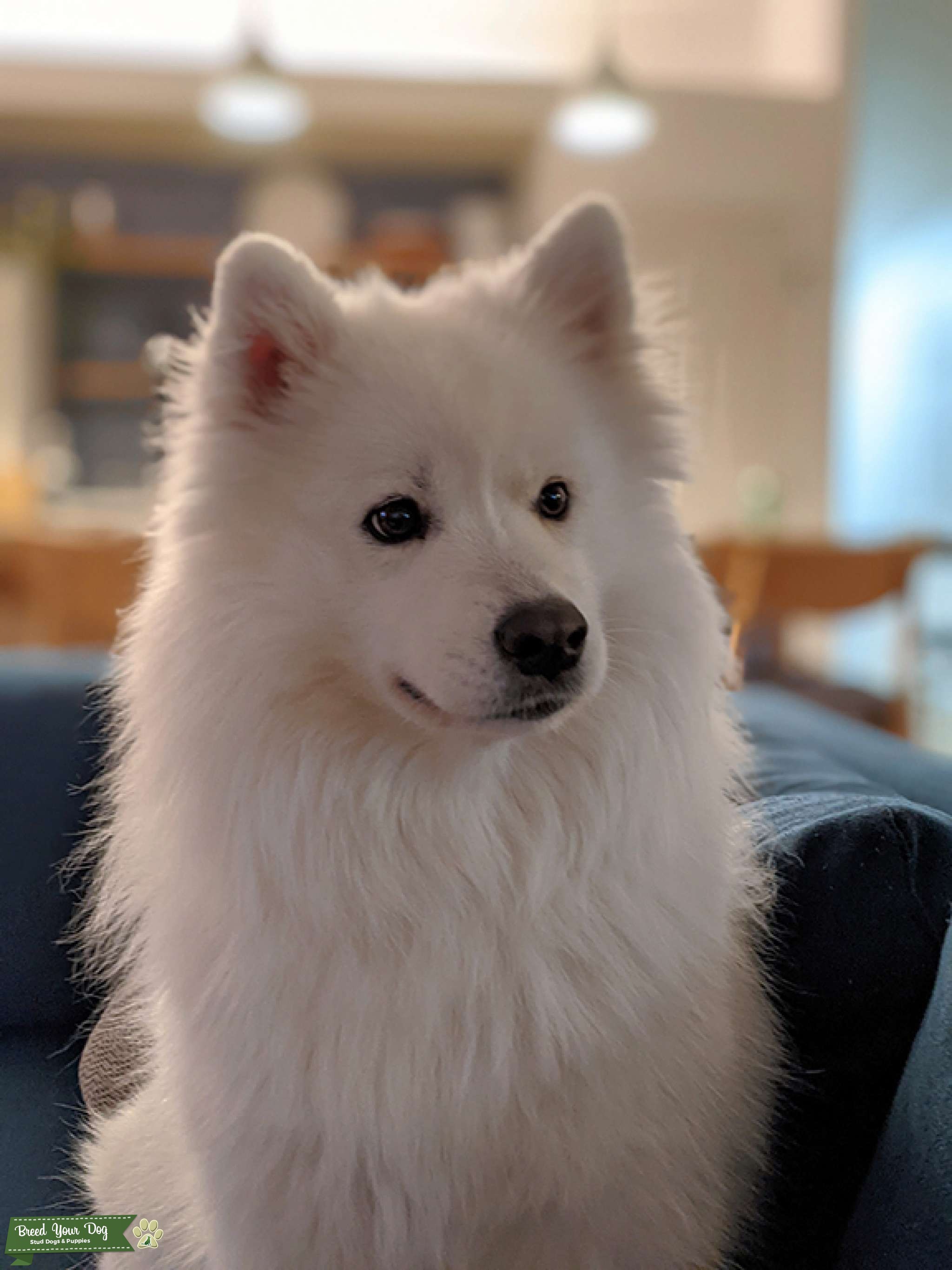 Purebred European Samoyed - Stud Dog in WA, the United States | Breed ...
