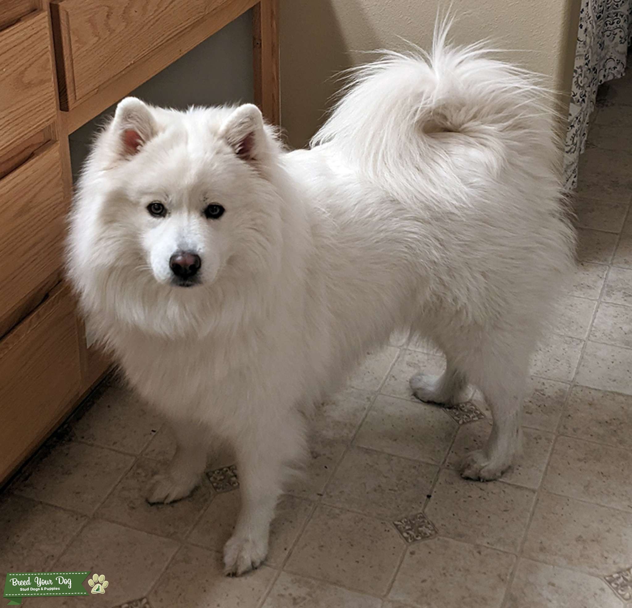 Purebred European Samoyed - Stud Dog in WA, the United States | Breed ...