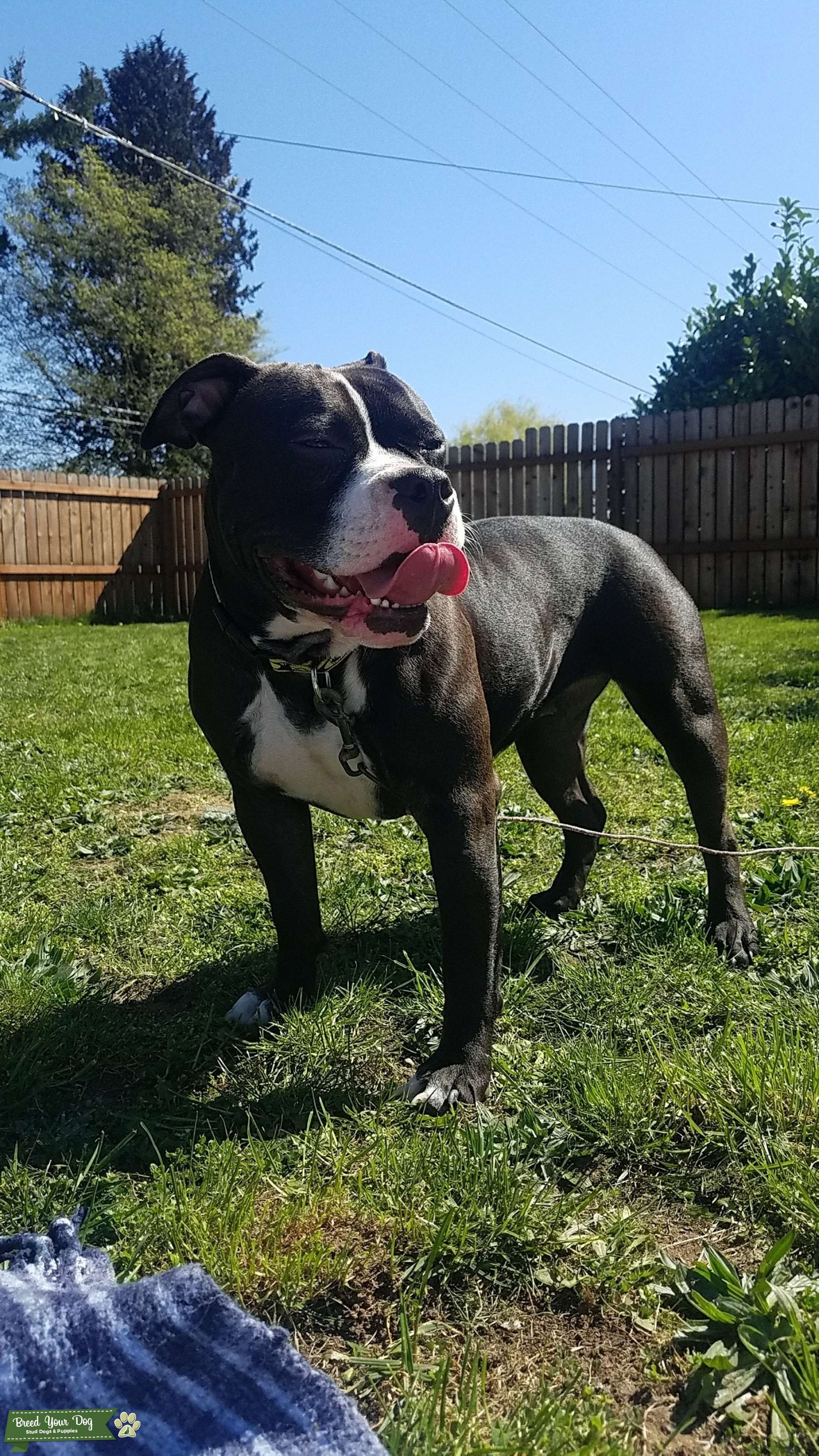 American Bully Female - Stud Dog in WA, the United States | Breed Your Dog