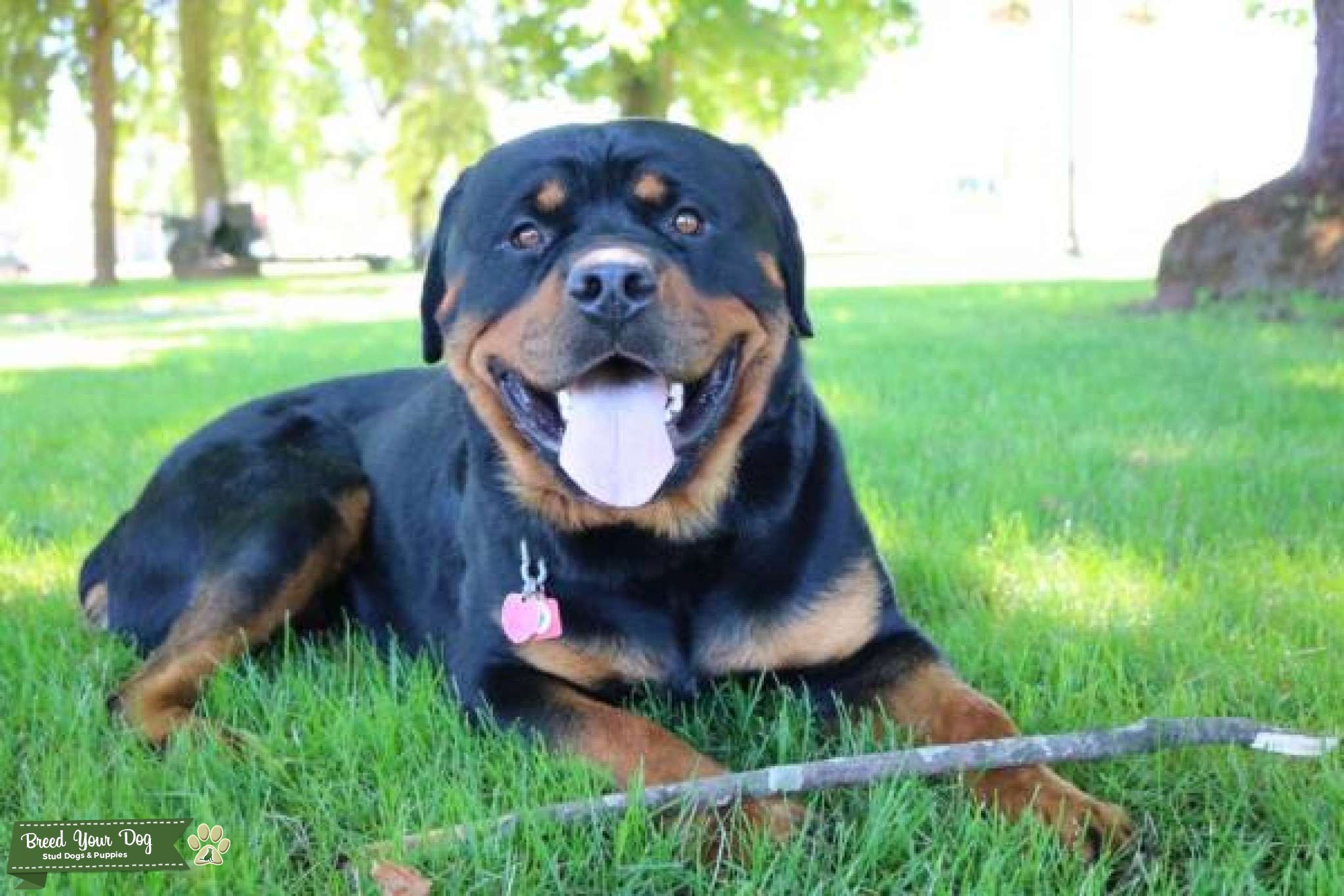 AKC ROTTWEILER - Stud Dog in OREGON, the United States | Breed Your Dog