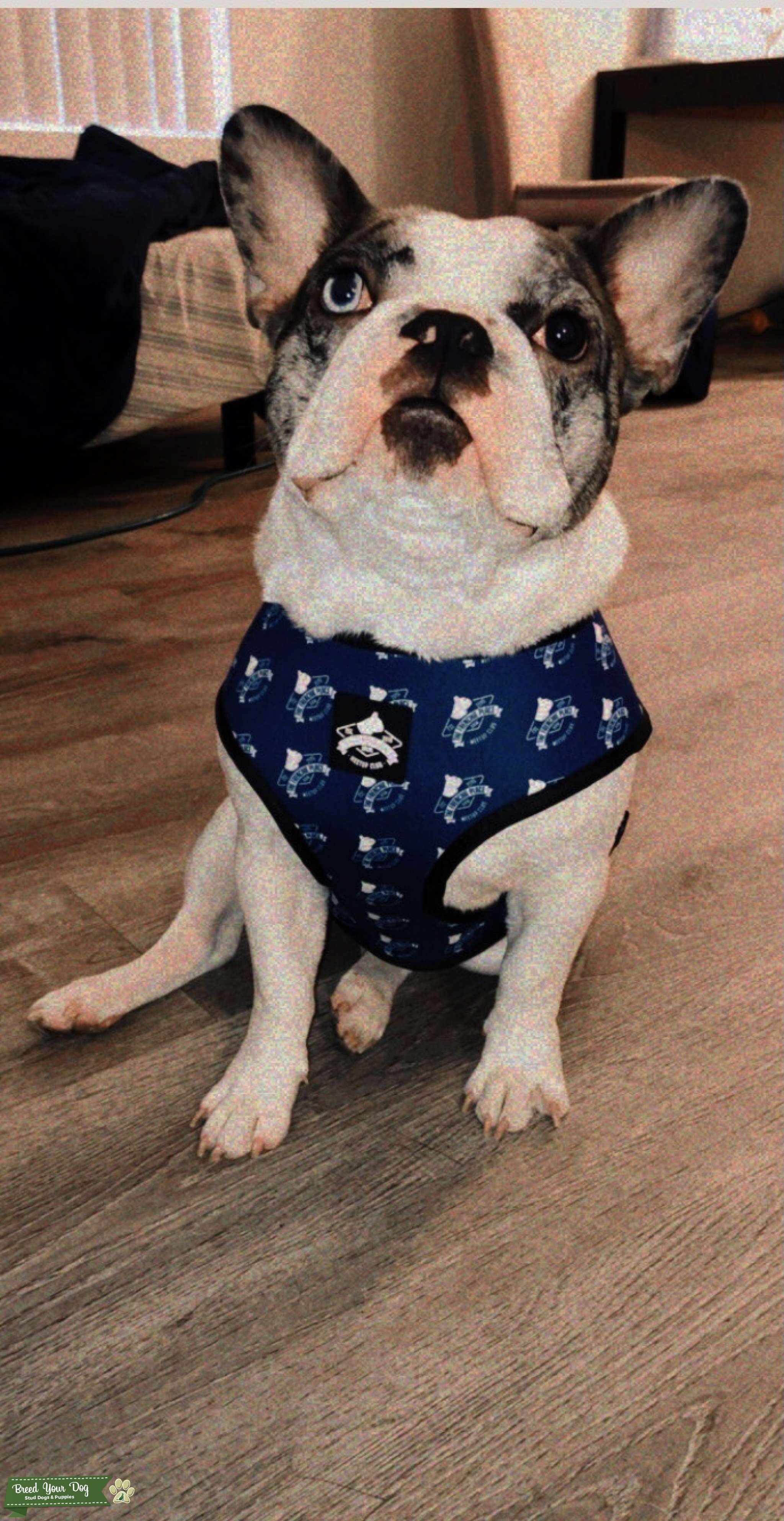 Pied Merle French Bulldog - Stud Dog in California , United States ...