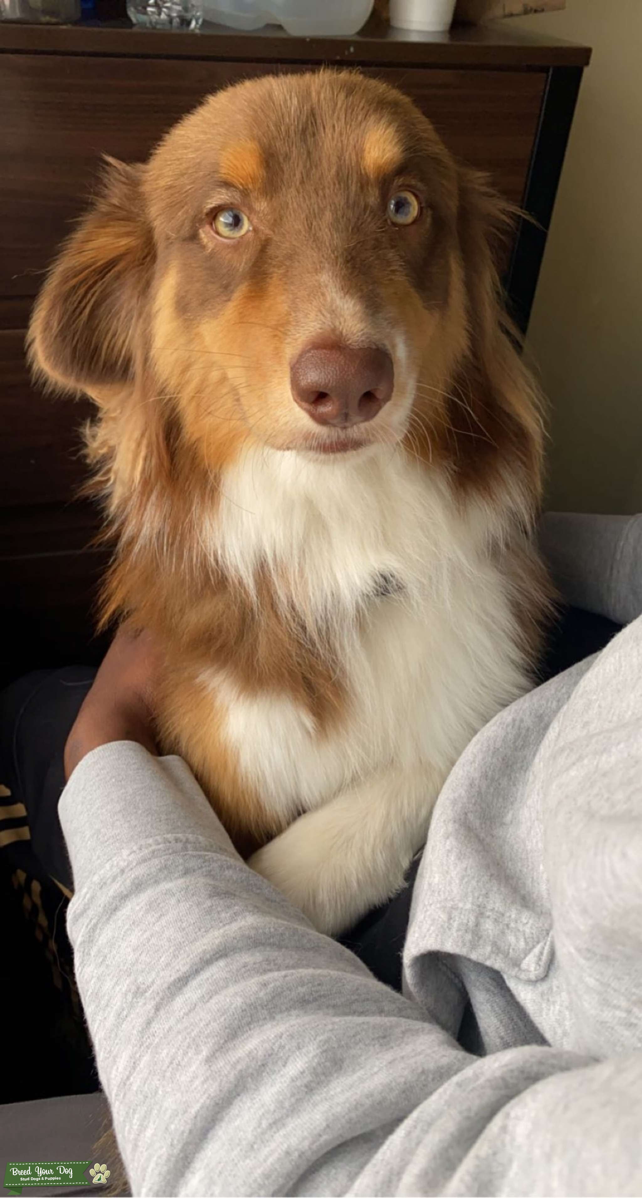 Tri Standard Australian Shepherd - Stud Dog in Texas, United States ...