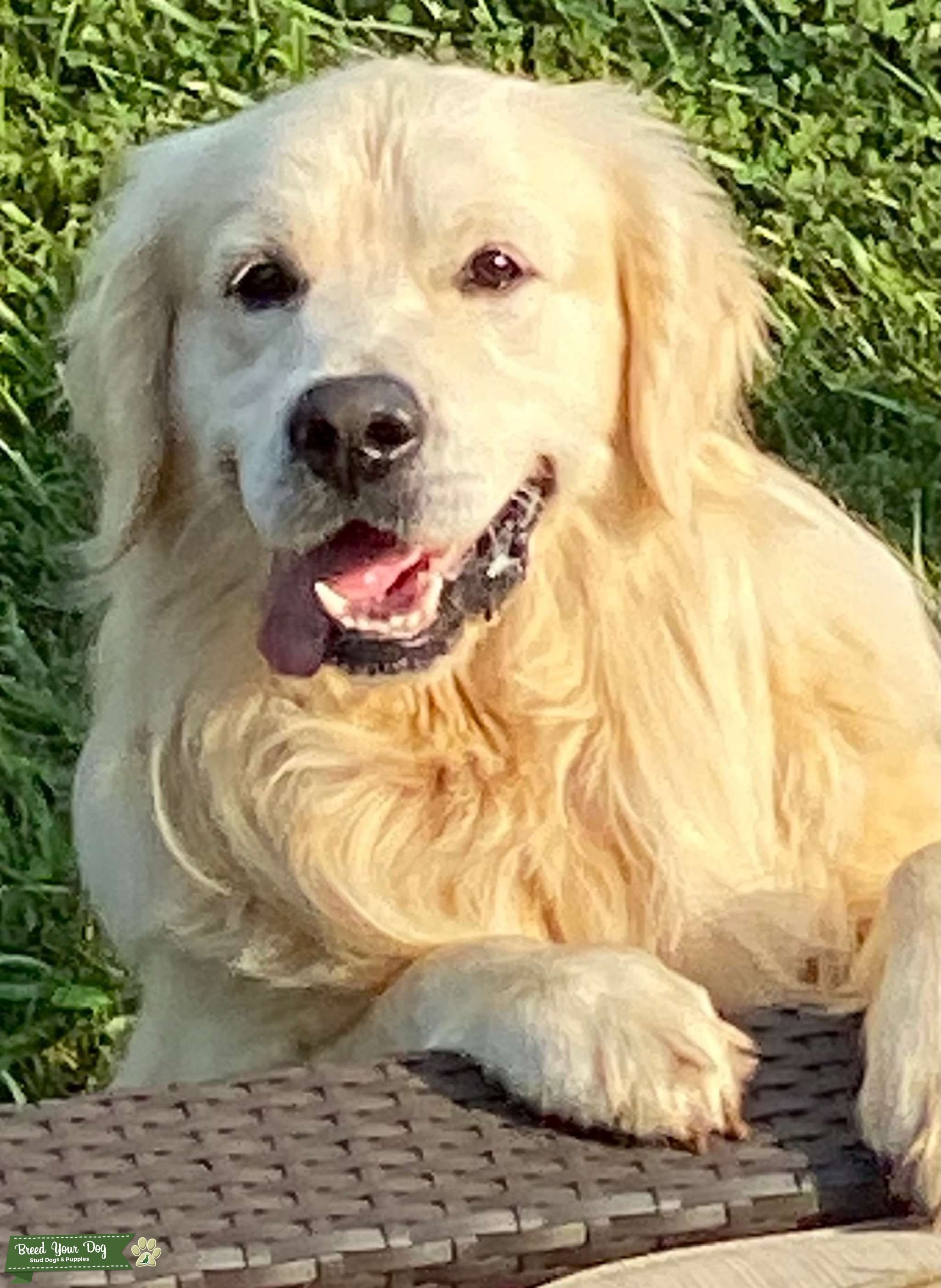English Cream Retriever - Stud Dog in TN, the United States | Breed ...