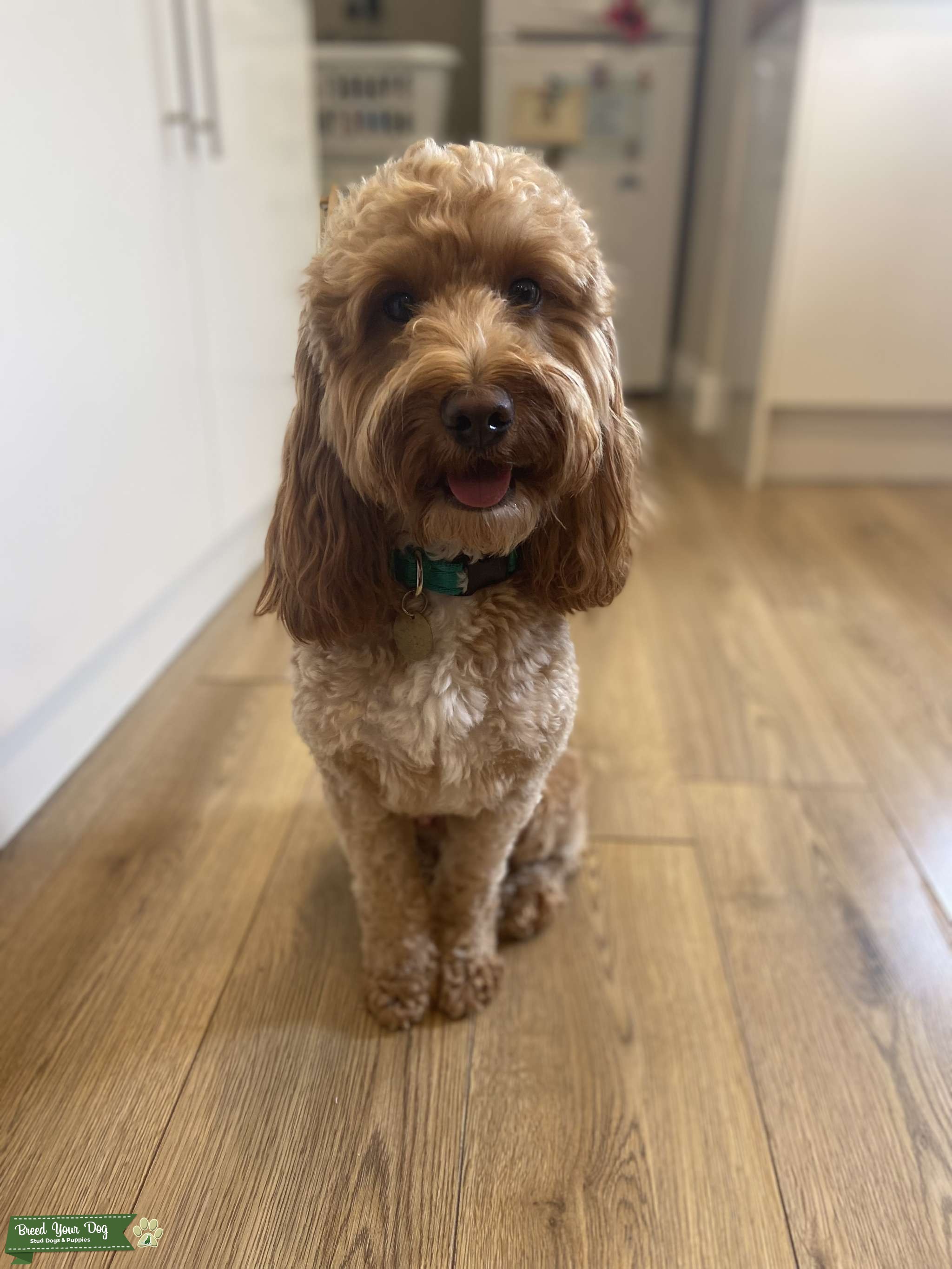 Proven F1 Cockapoo Stud - Stud Dog Devon - Breed Your Dog