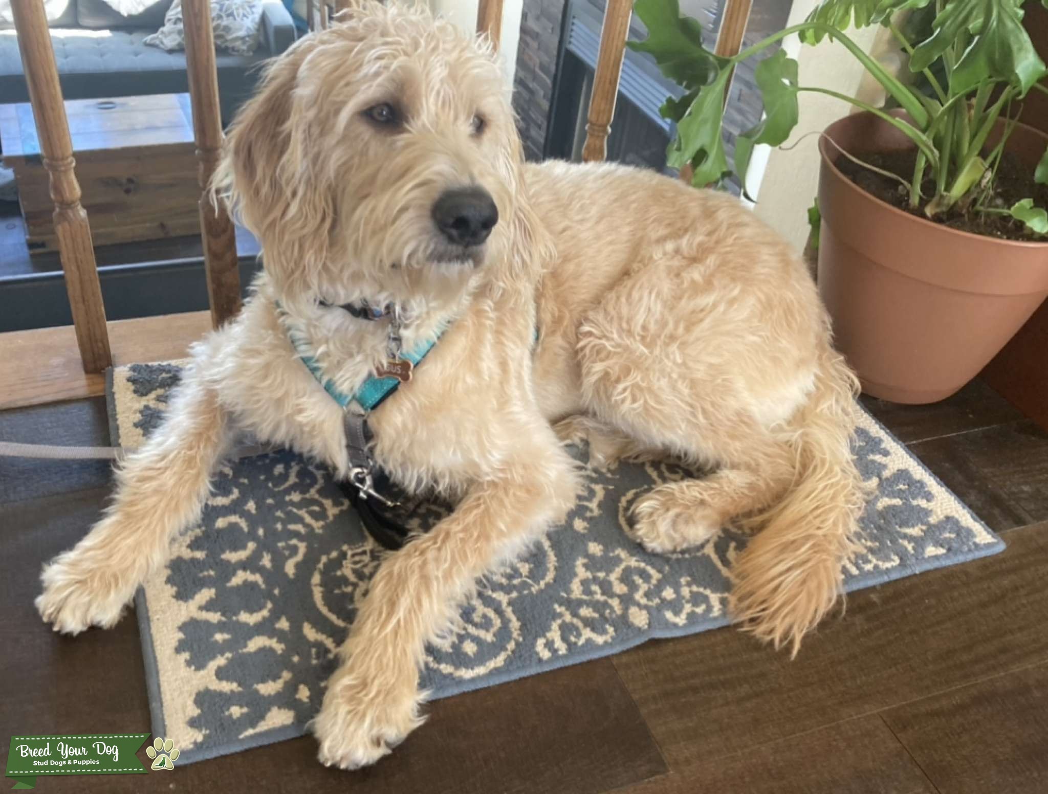 First Gen Labradoodle - Stud Dog in Utah, the United States | Breed ...