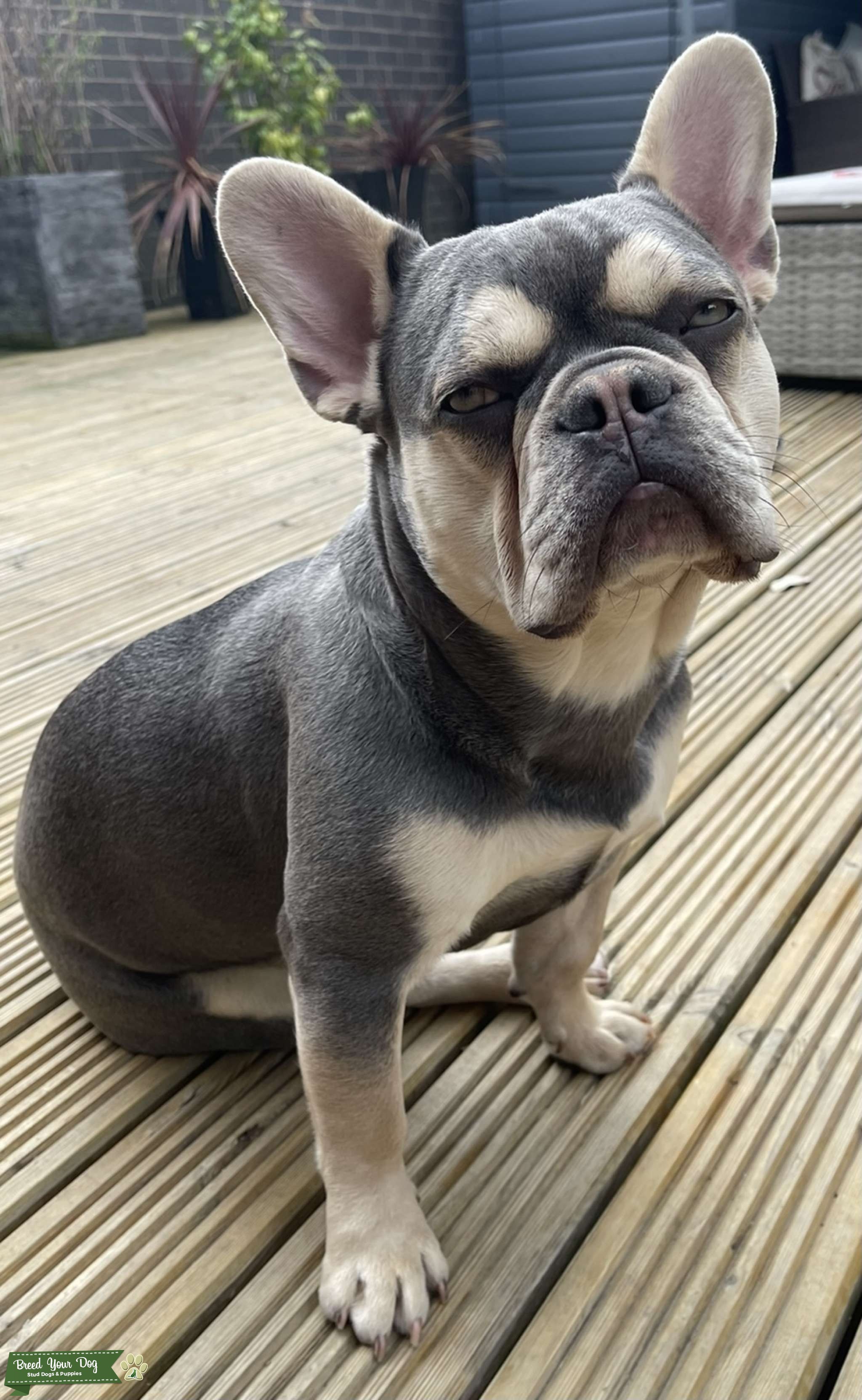 Probably the best looking Frenchie you’ll ever see. Masked Lilac & Tan ...