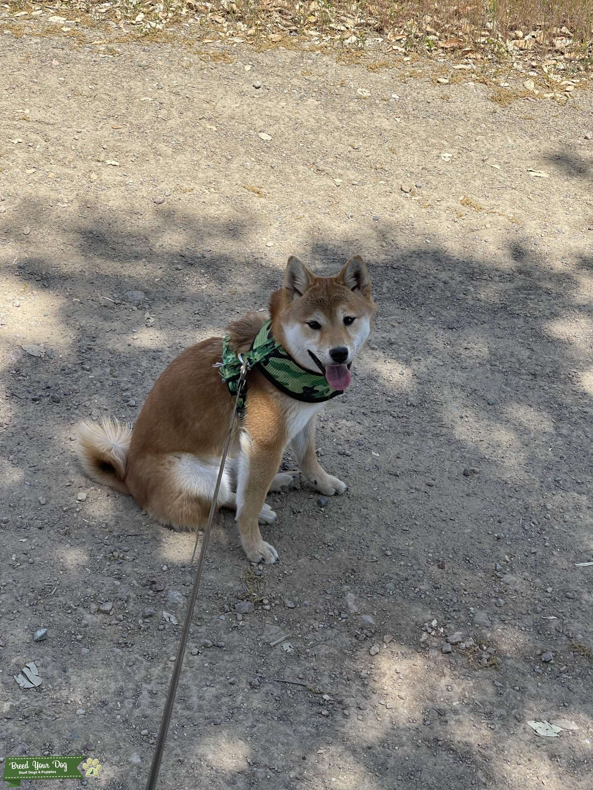 Sweet Female Shiba Inu Seeks Boyfriend - Stud Dog in Texas, United ...