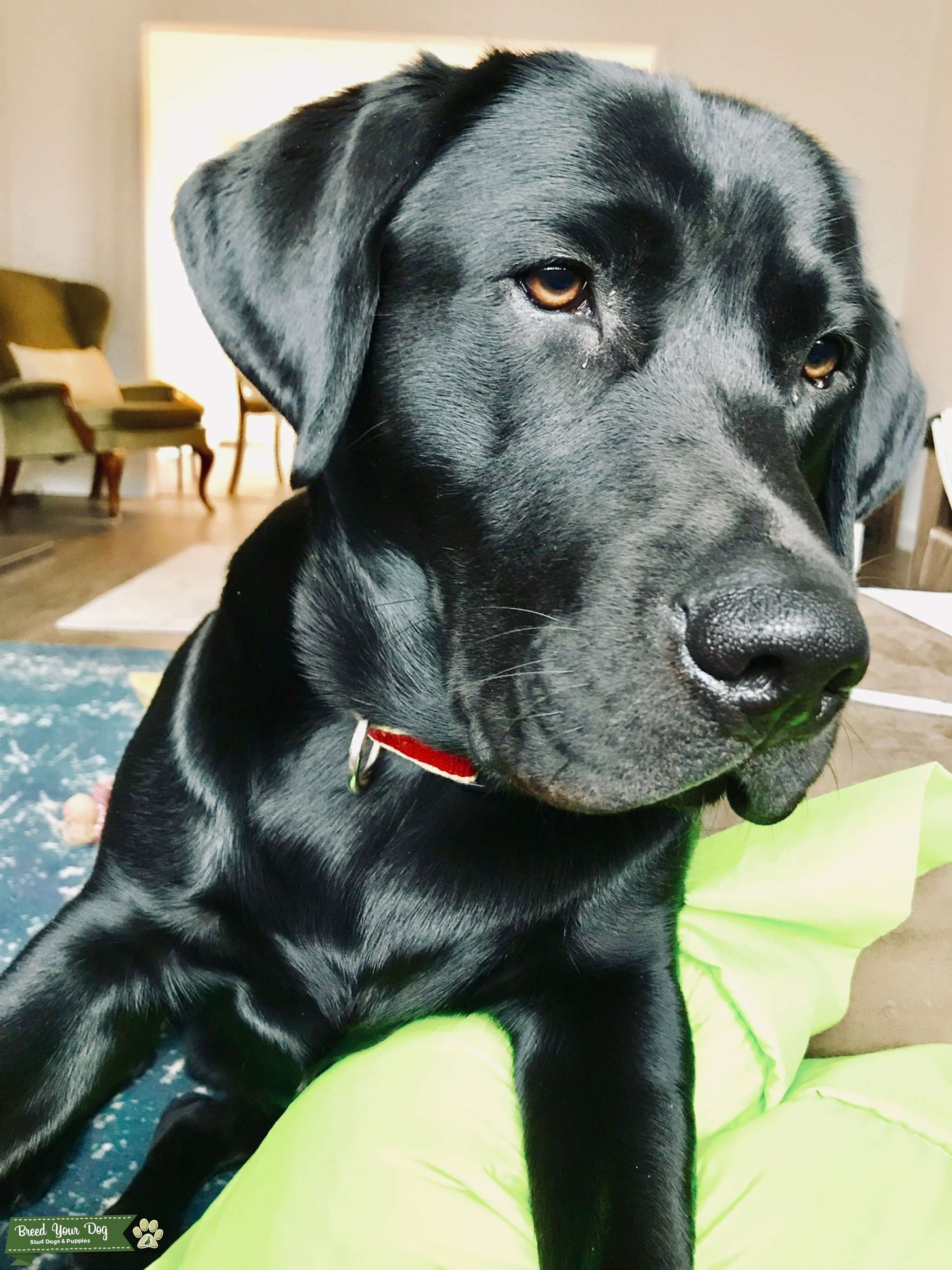 3 year old black Labrador stud dog - Stud Dog in Worcestershire, the ...