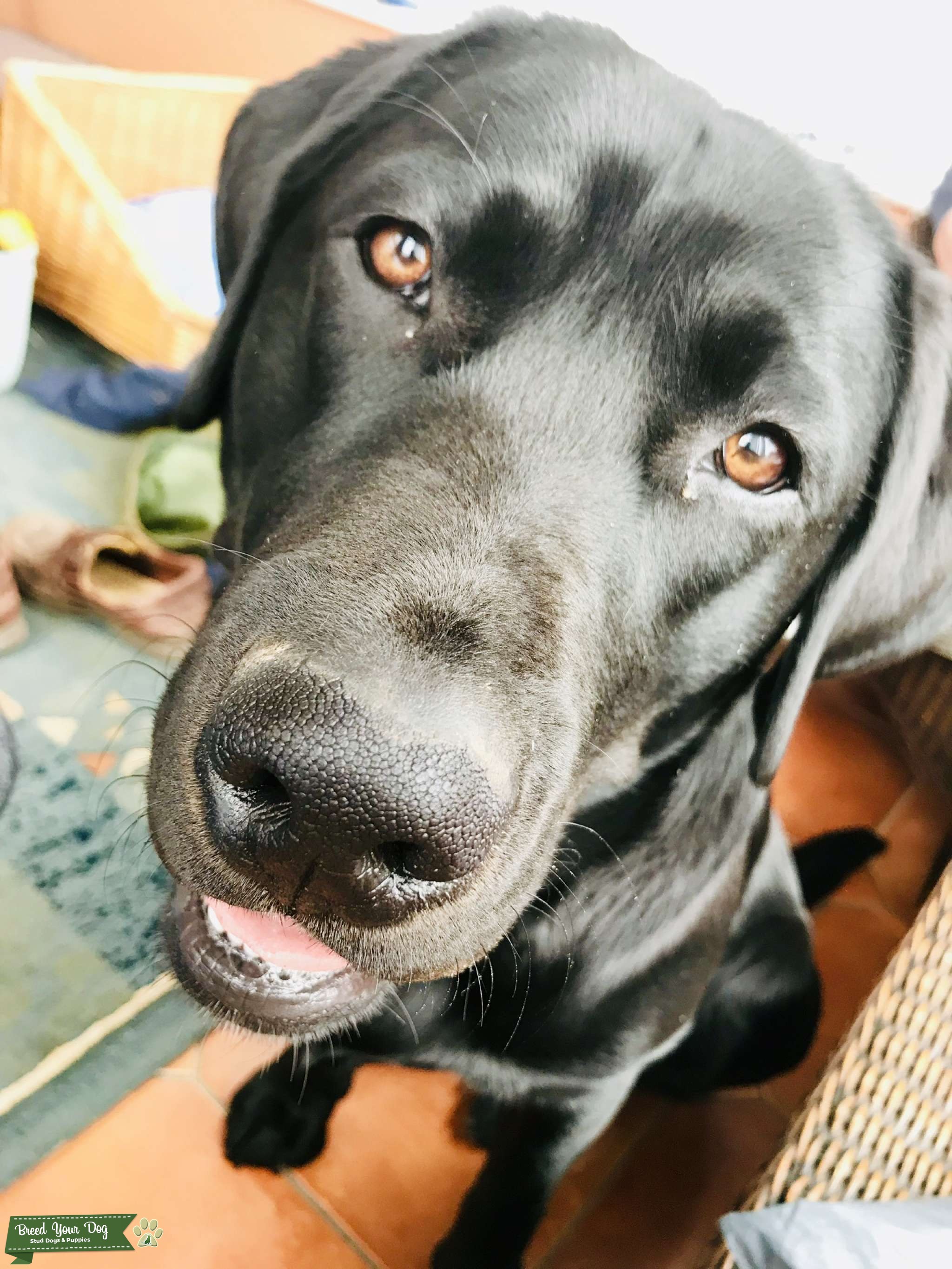 3 year old black Labrador stud dog - Stud Dog in Worcestershire, the ...