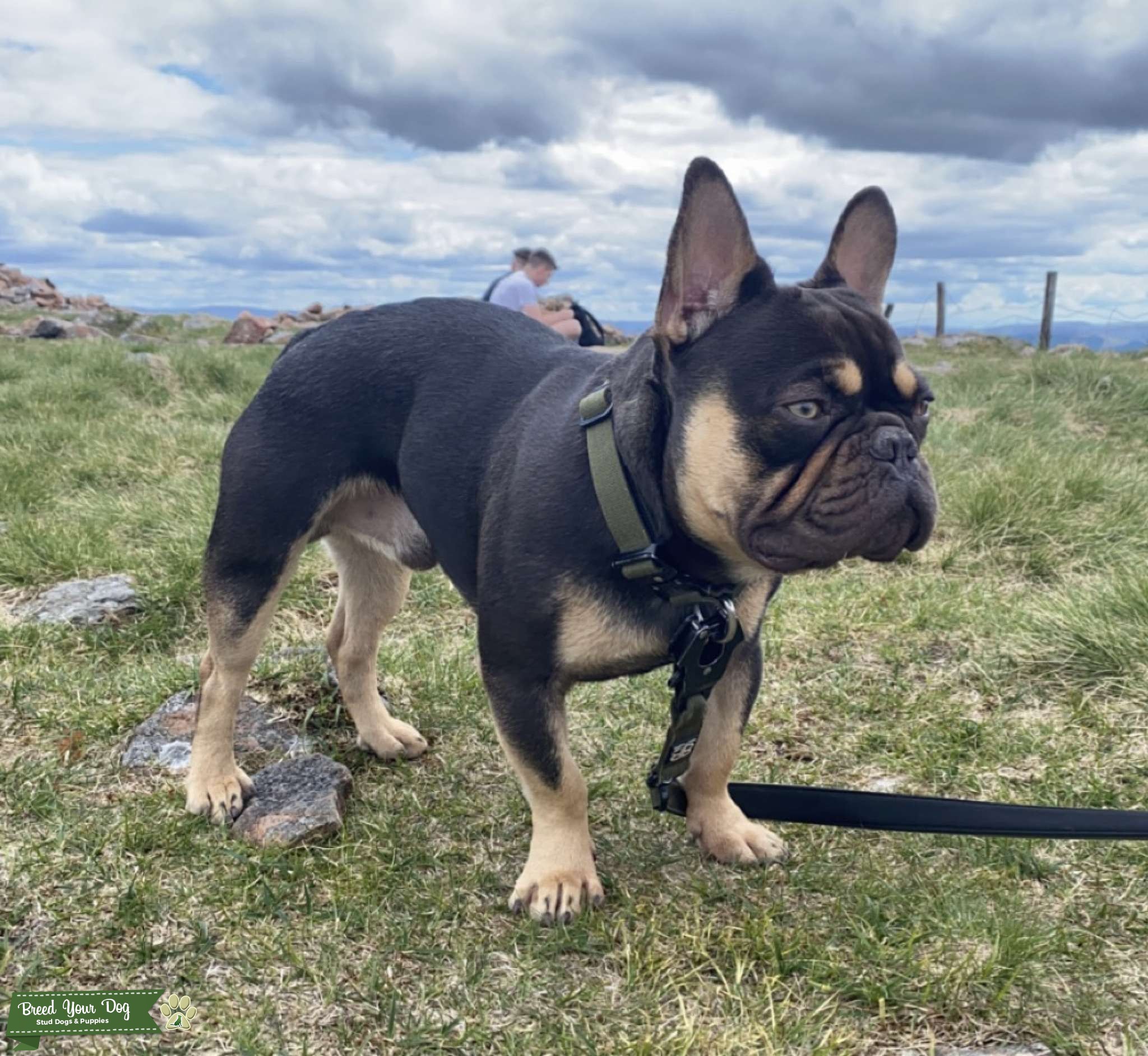 What Is Testable In A French Bulldog Mastery Wiki