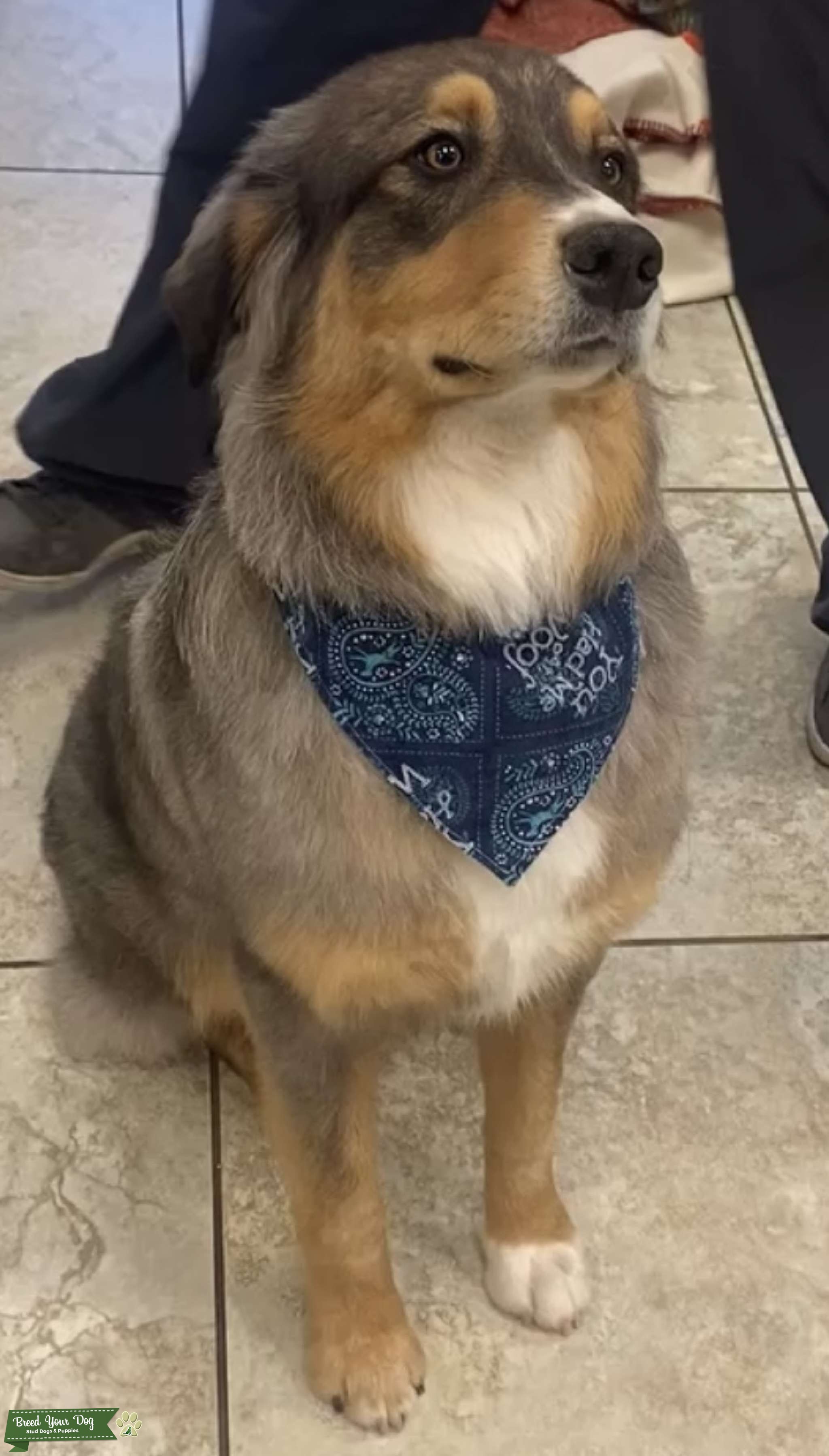 Stud - Stud Dog in Arizona, Australia | Breed Your Dog