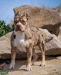 XL Bully - Stud Dog in Merseyside, the United States | Breed Your Dog