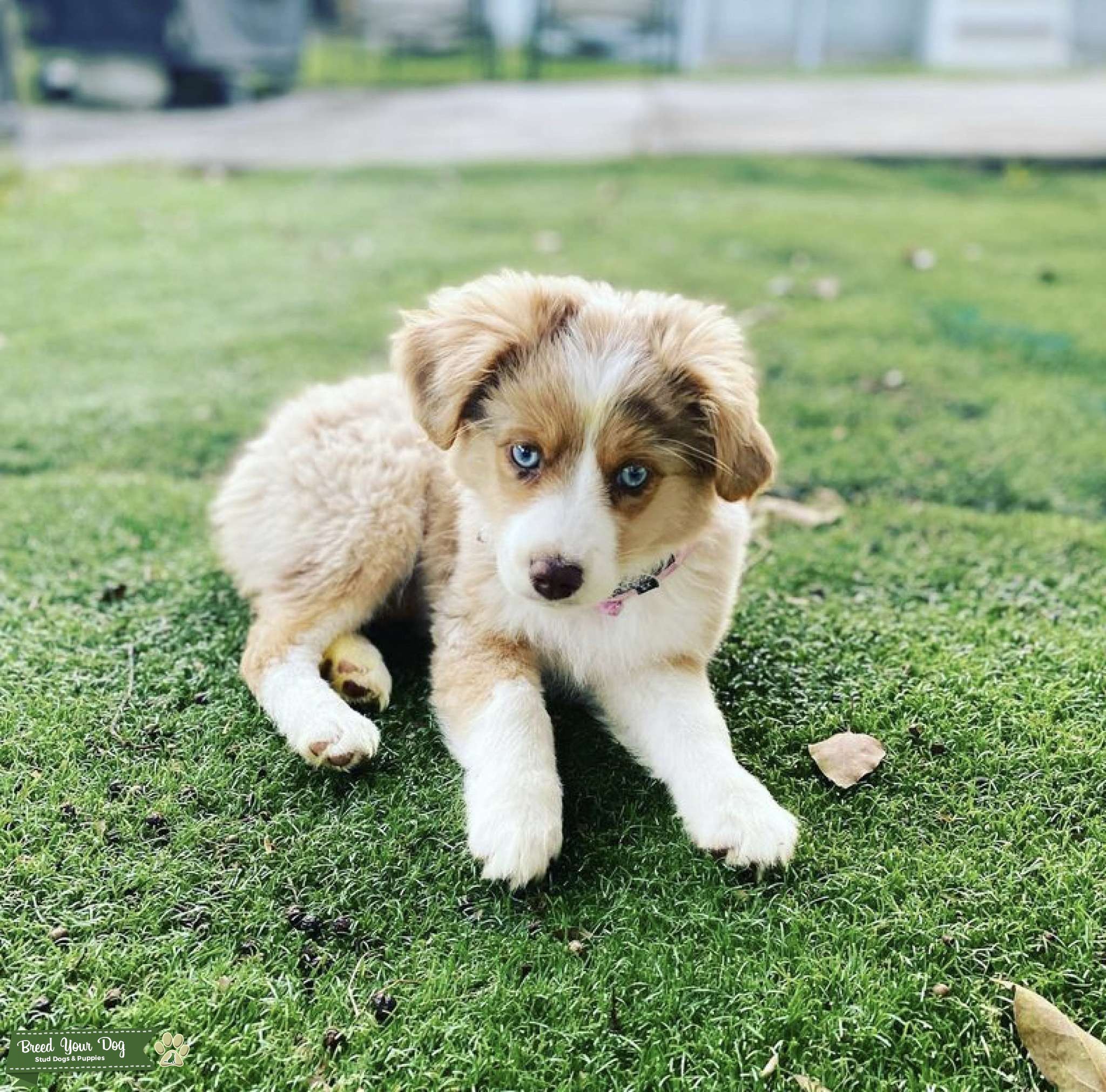 Red merle mini female looking for a mate. - Stud Dog in South East ...