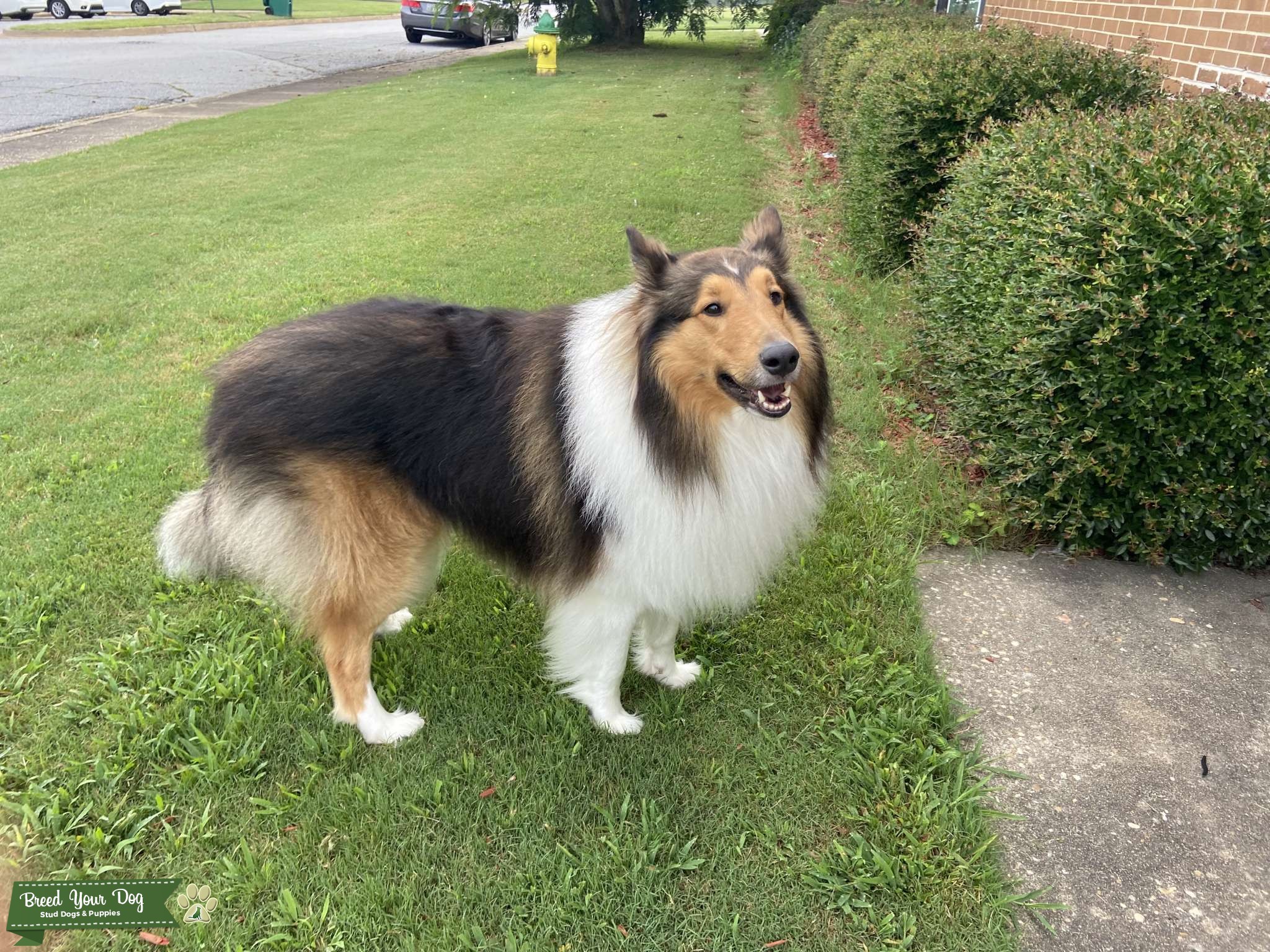 Rough collie - Stud Dog in West, United States | Breed Your Dog