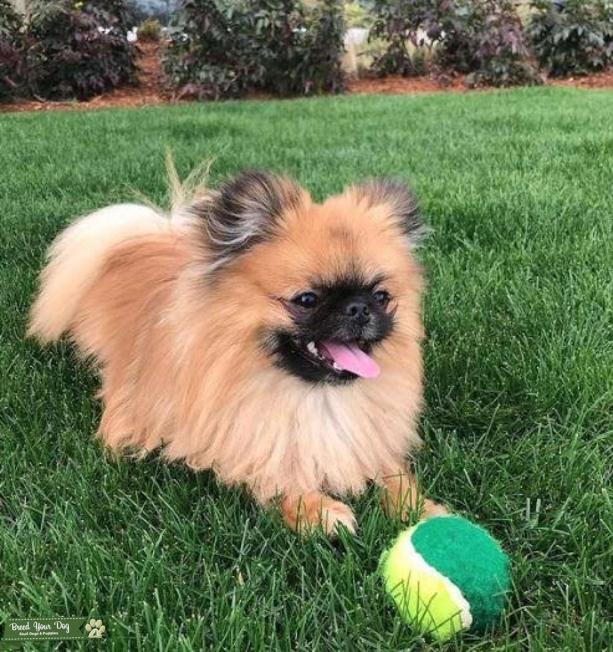 Pikapom (Tiny Fluff Ball) - Stud Dog Portland - Breed Your Dog