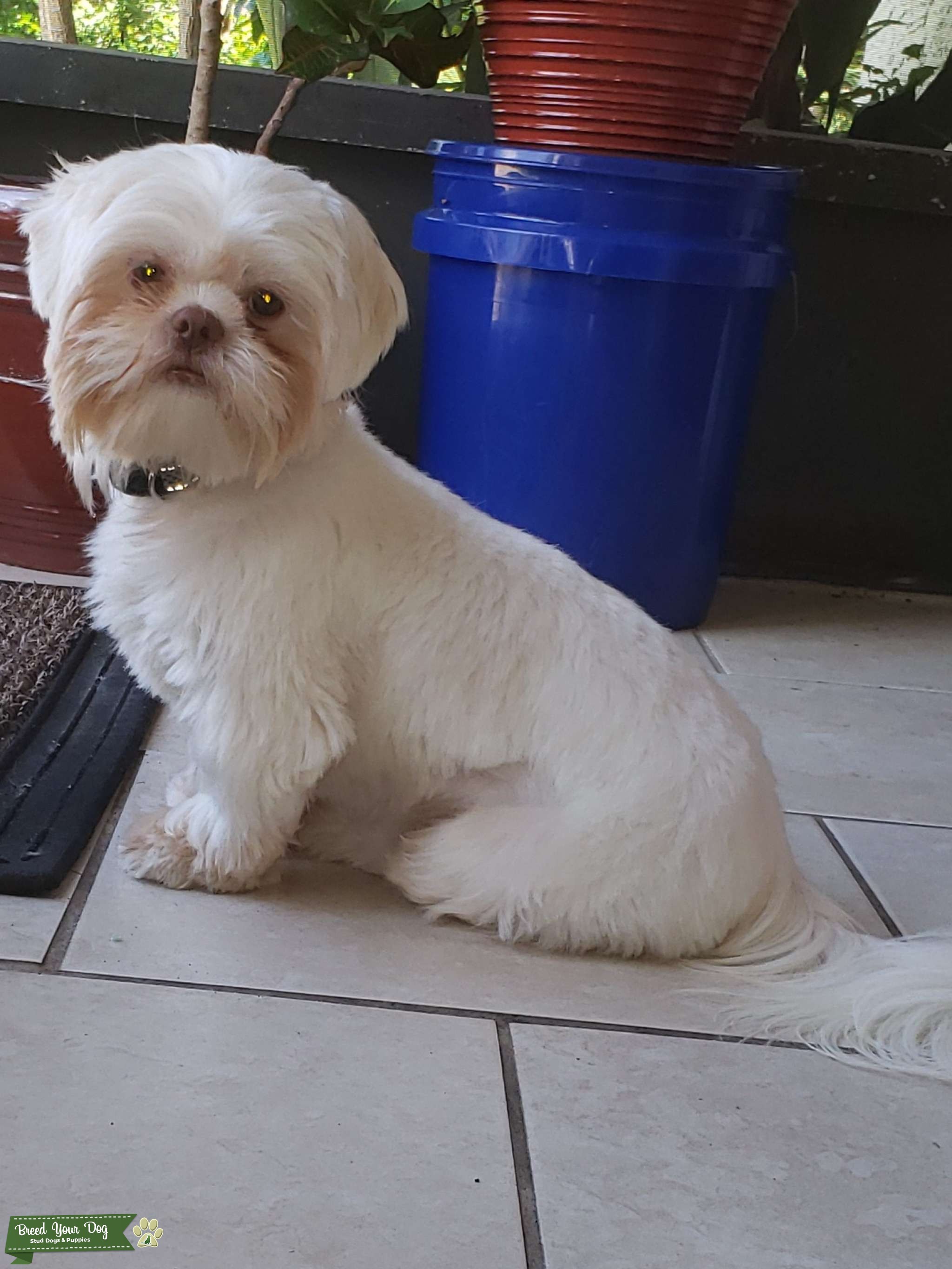 White Male Shi Tzu - Stud Dog Florida - Breed Your Dog