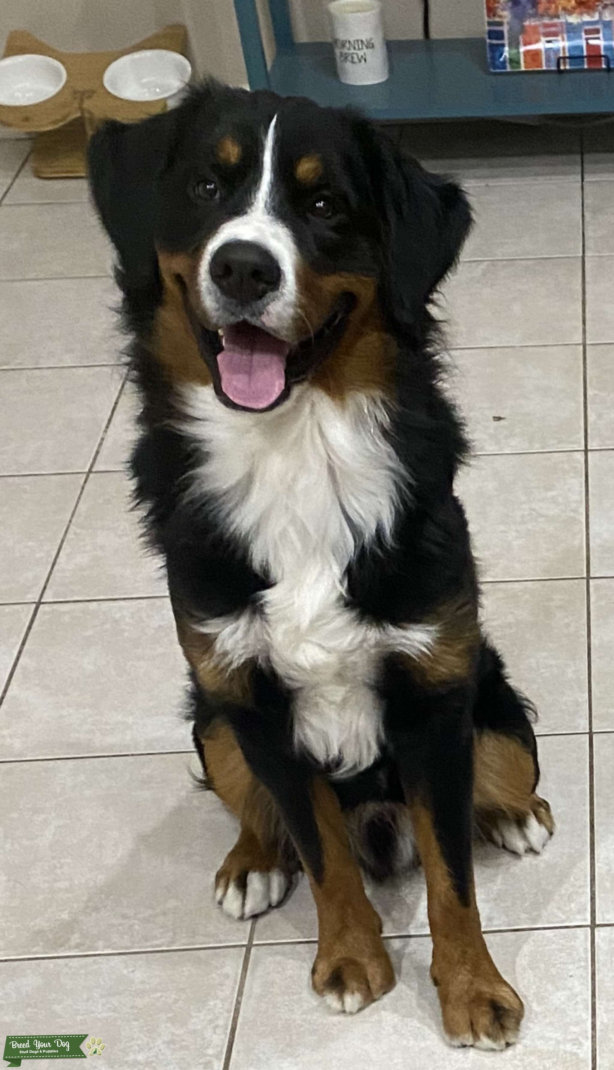 Bernese Mountain Dog - Purebred - AKC - Sire - Stud Dog in San ...