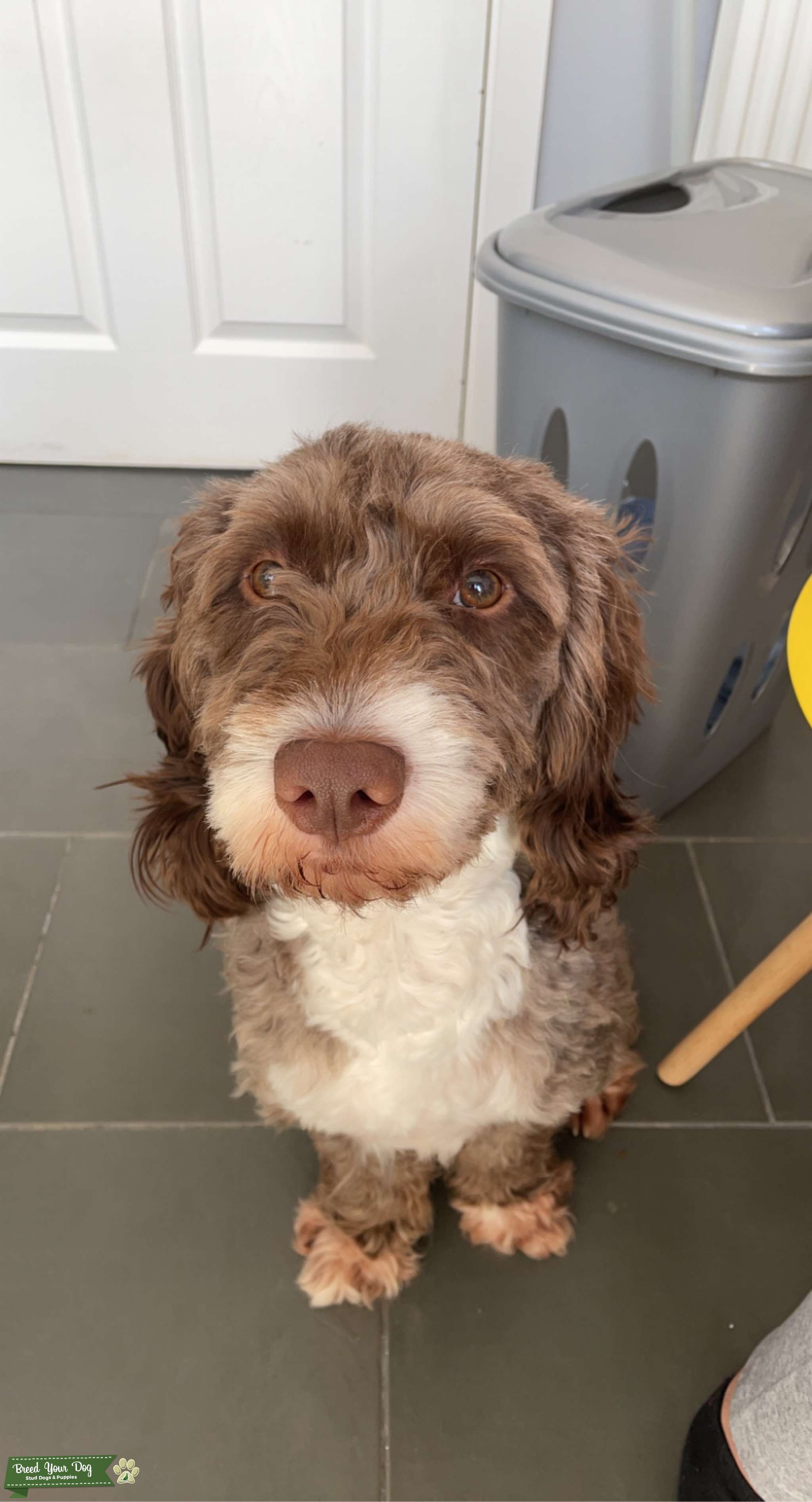 Sproodle for stud - Stud Dog in Dorset, the United States | Breed Your Dog