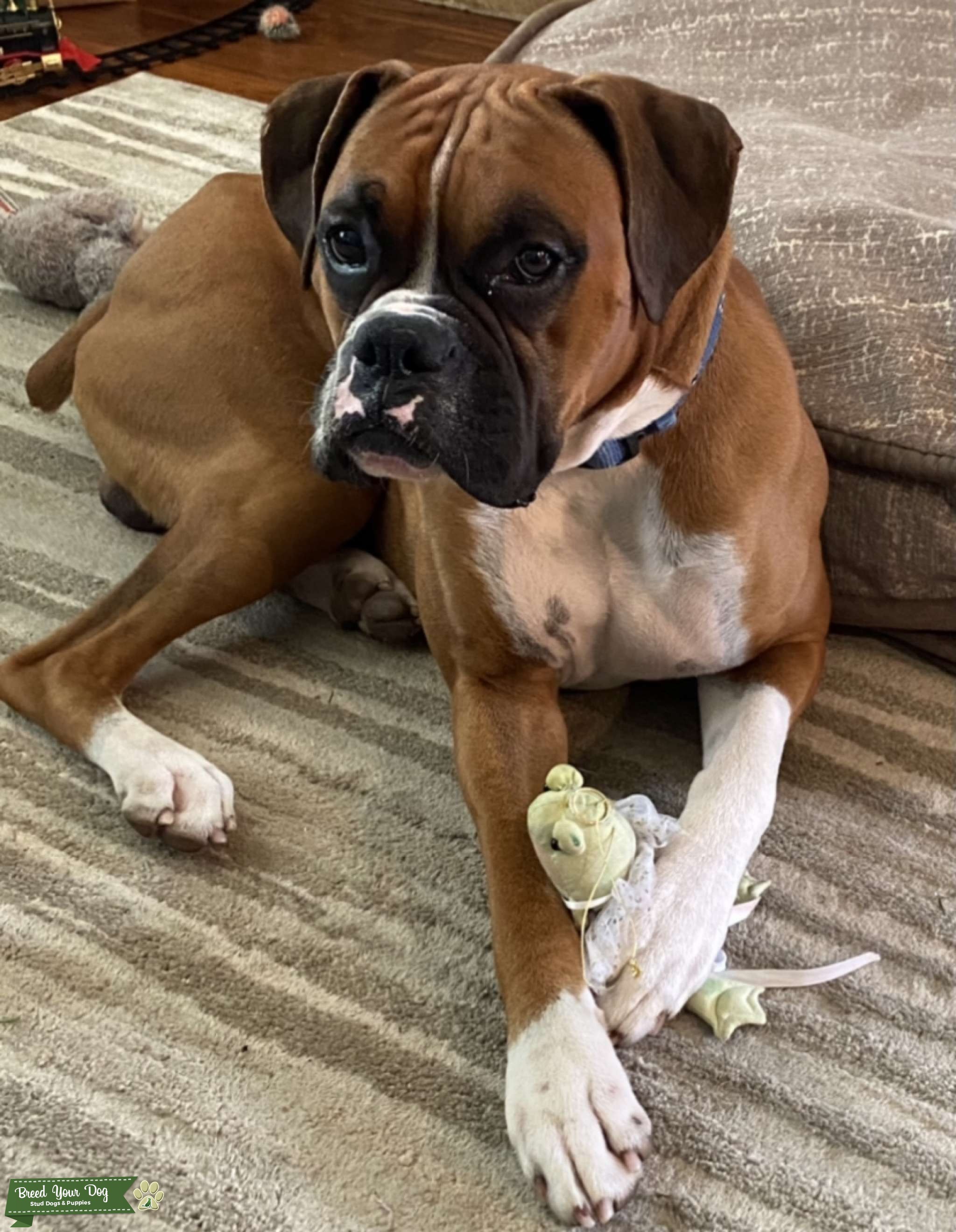 Tan and black boxer - Stud Dog in Southern California, the United ...