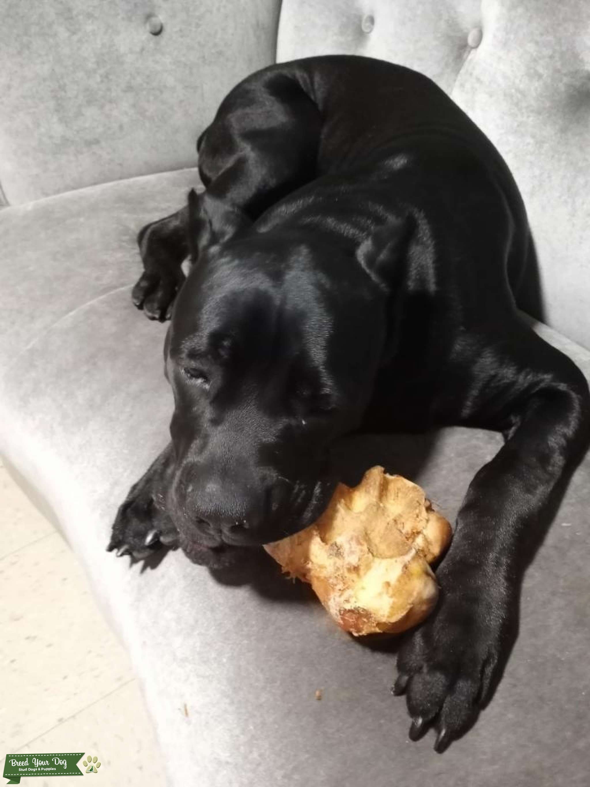 All Black Cane Corso - Stud Dog in Brooklyn,NY, the United States ...