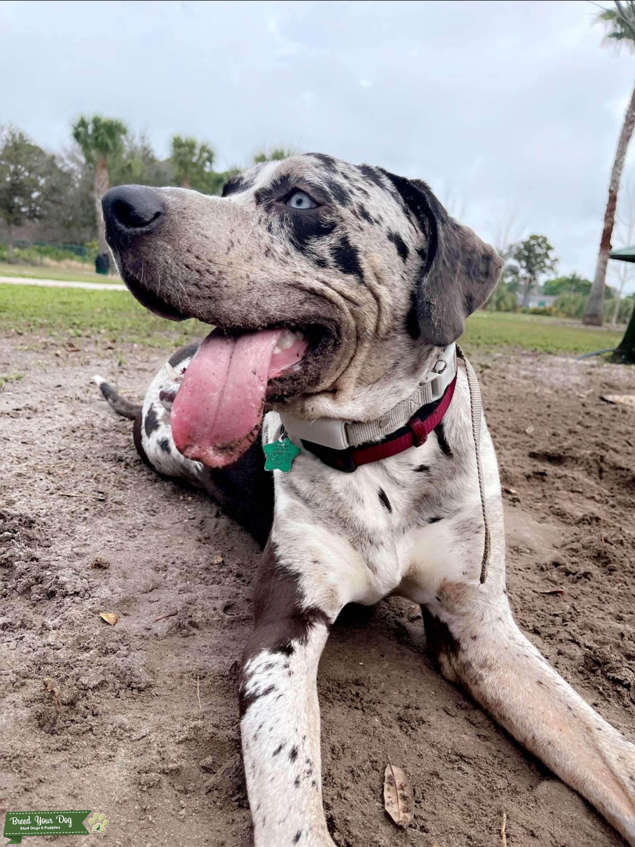 Leperd dog blue murl - Stud Dog in South, the United States | Breed ...