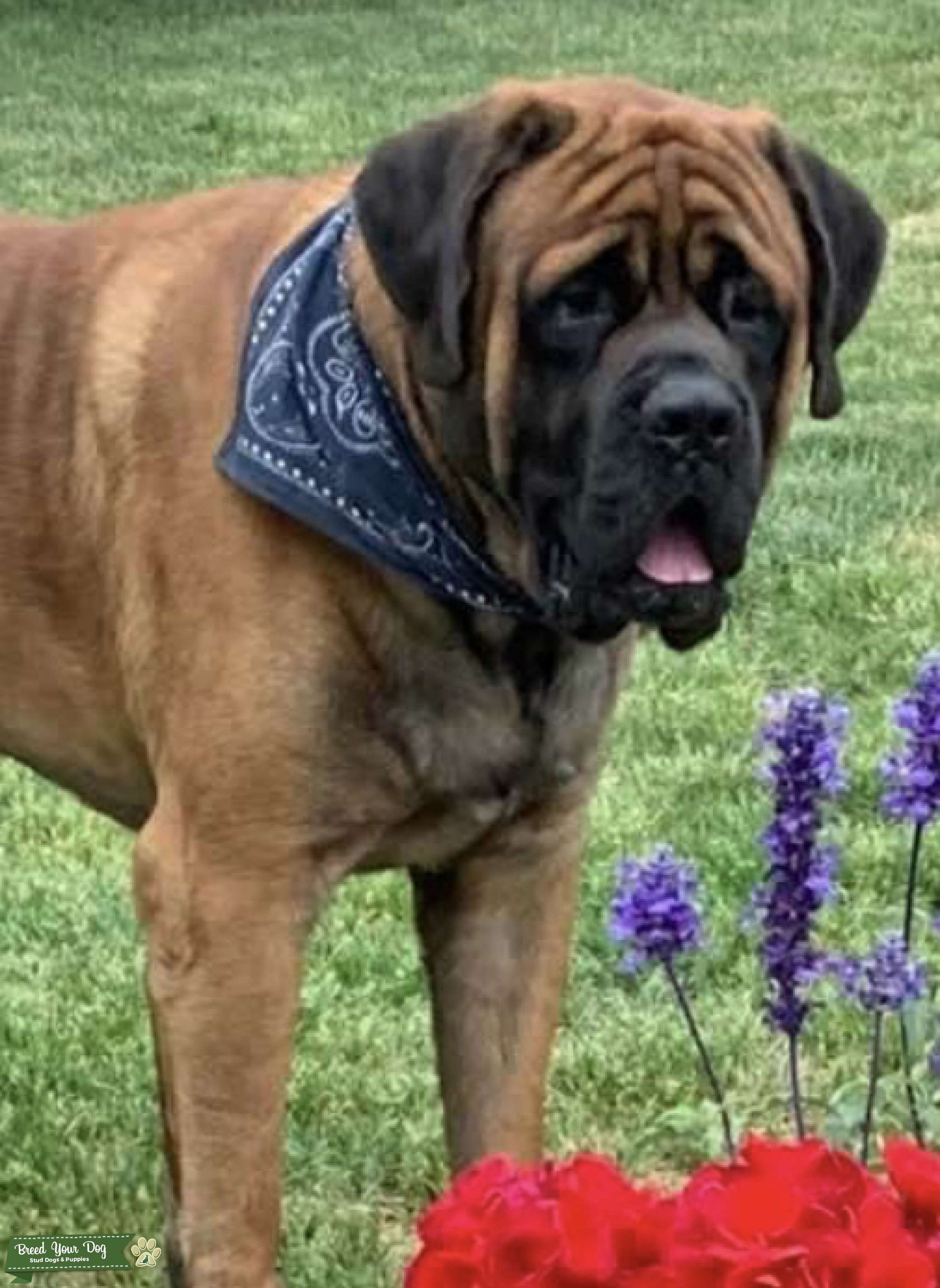 English Mastiff - Stud Dog in Pennsylvania, United States | Breed Your Dog