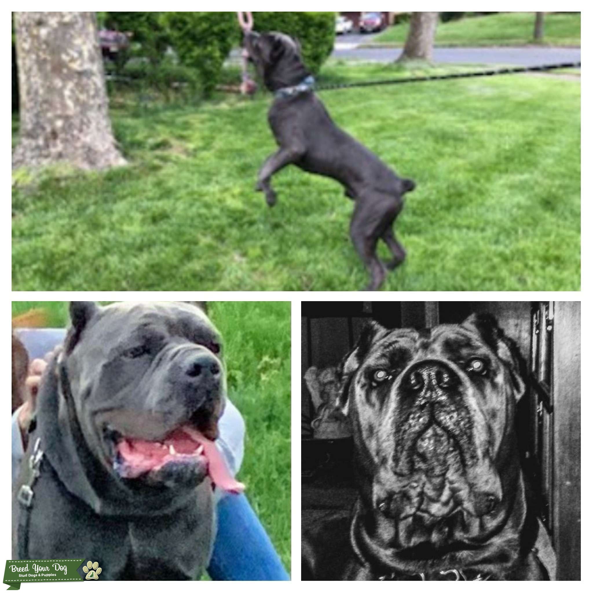 2 year old Shiny Gray, Gray Mask, Muscular Cane Corso Stud - Stud Dog ...