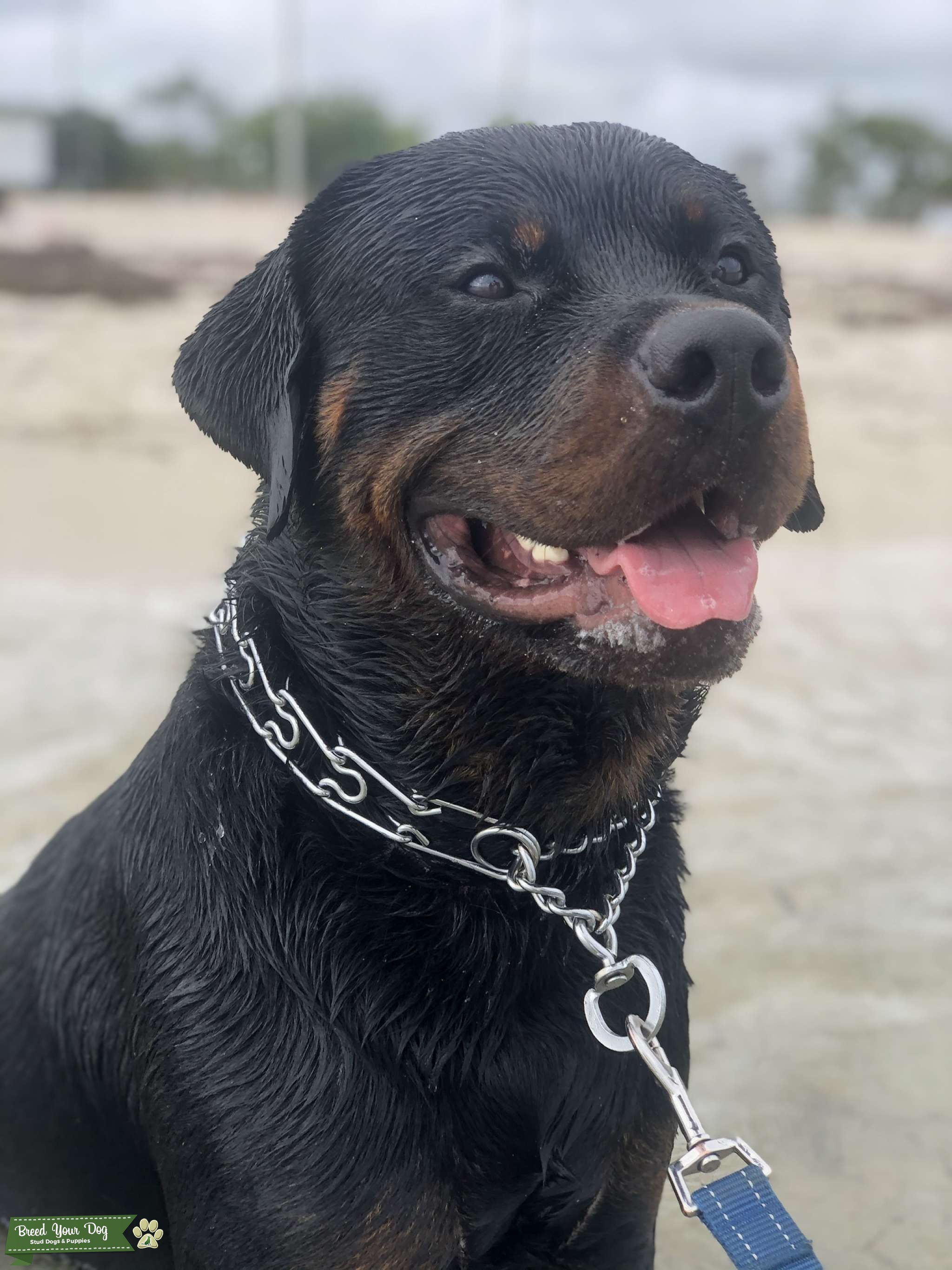 German Rottweiler - Stud Dog in Homestead , the United States | Breed ...
