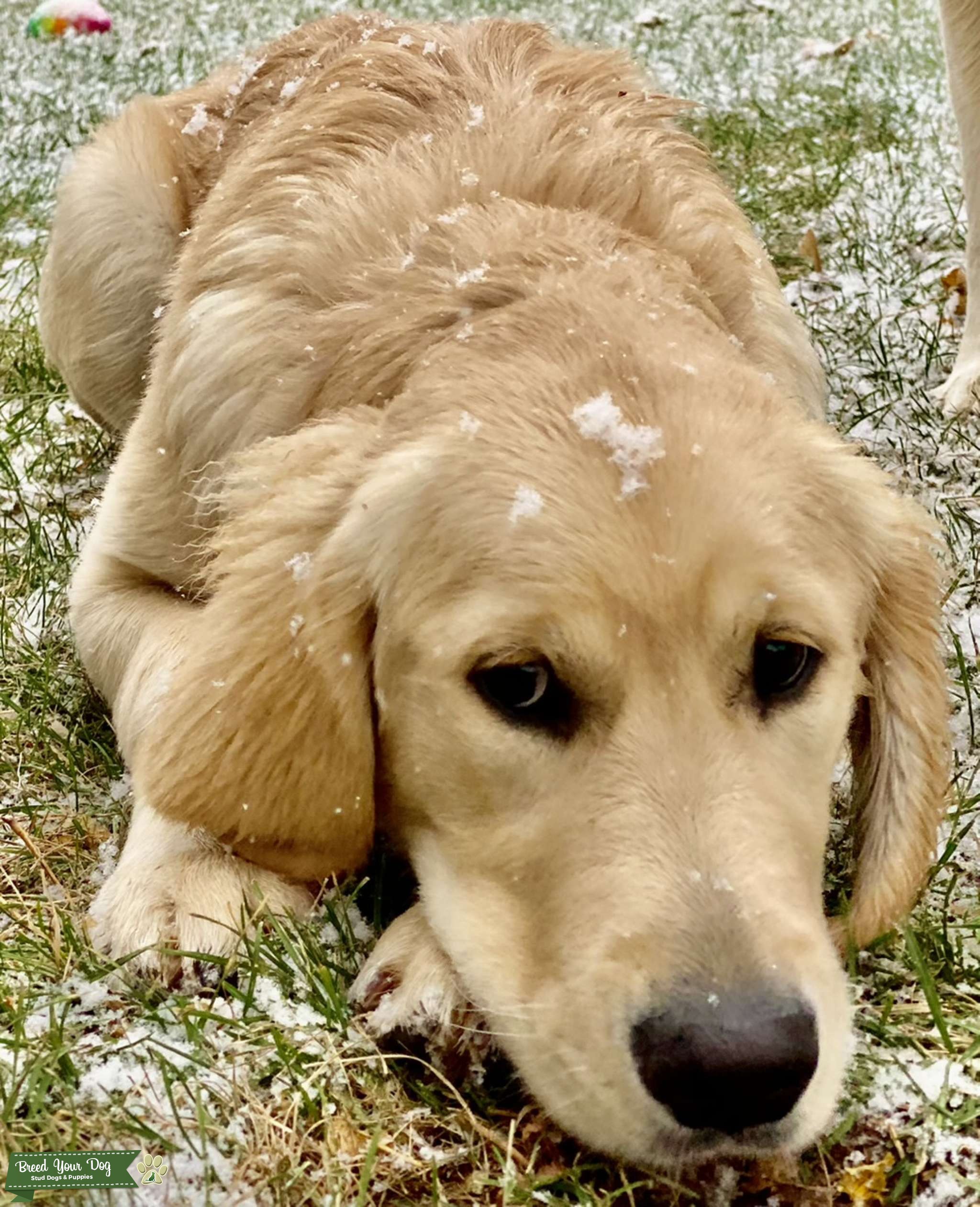 1/4 European Golden Retriever - Stud Dog in Wisconsin , United States ...