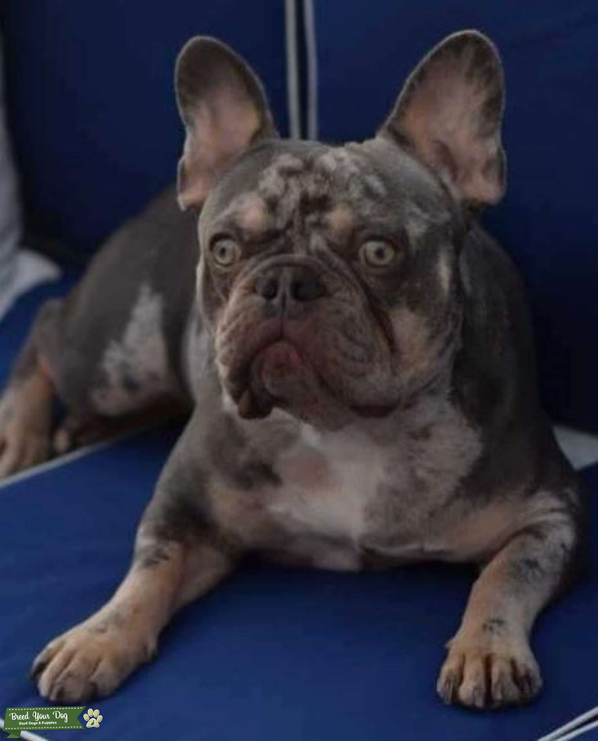 Lilac Tan Merle Frenchie - Stud Dog AL - Breed Your Dog