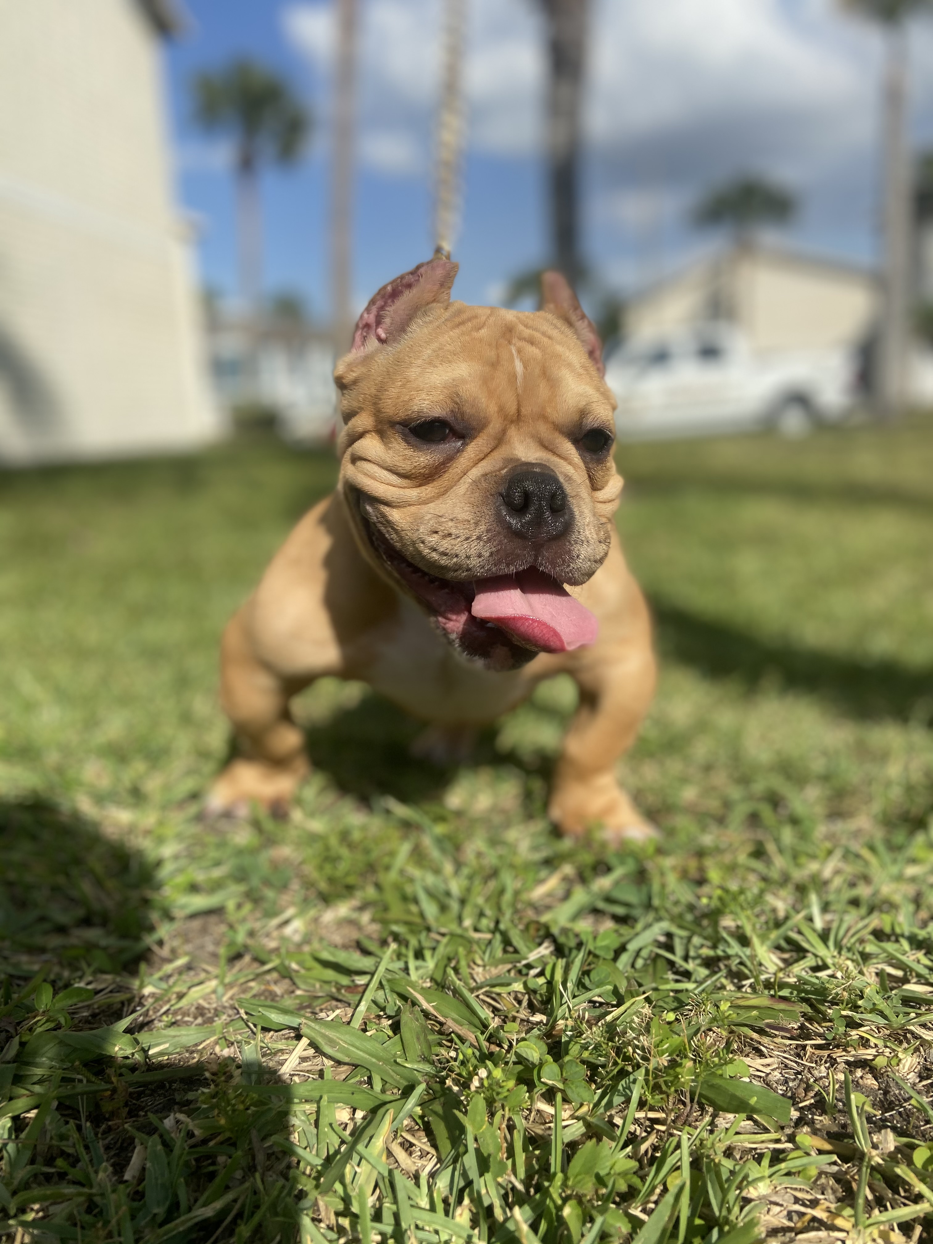 Merle Micro Bully - Stud Dog in Florida , the United States | Breed ...