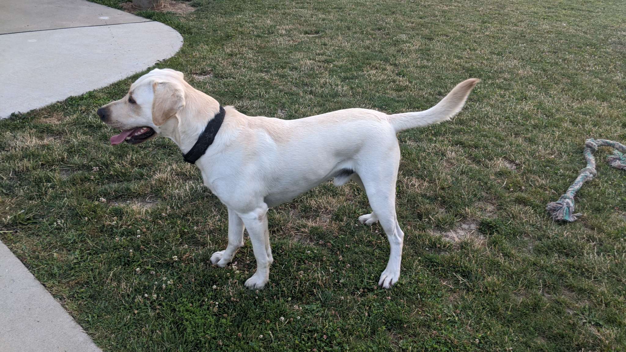 American Yellow Labrador Retriever - Stud Dog in New York 14047, United ...