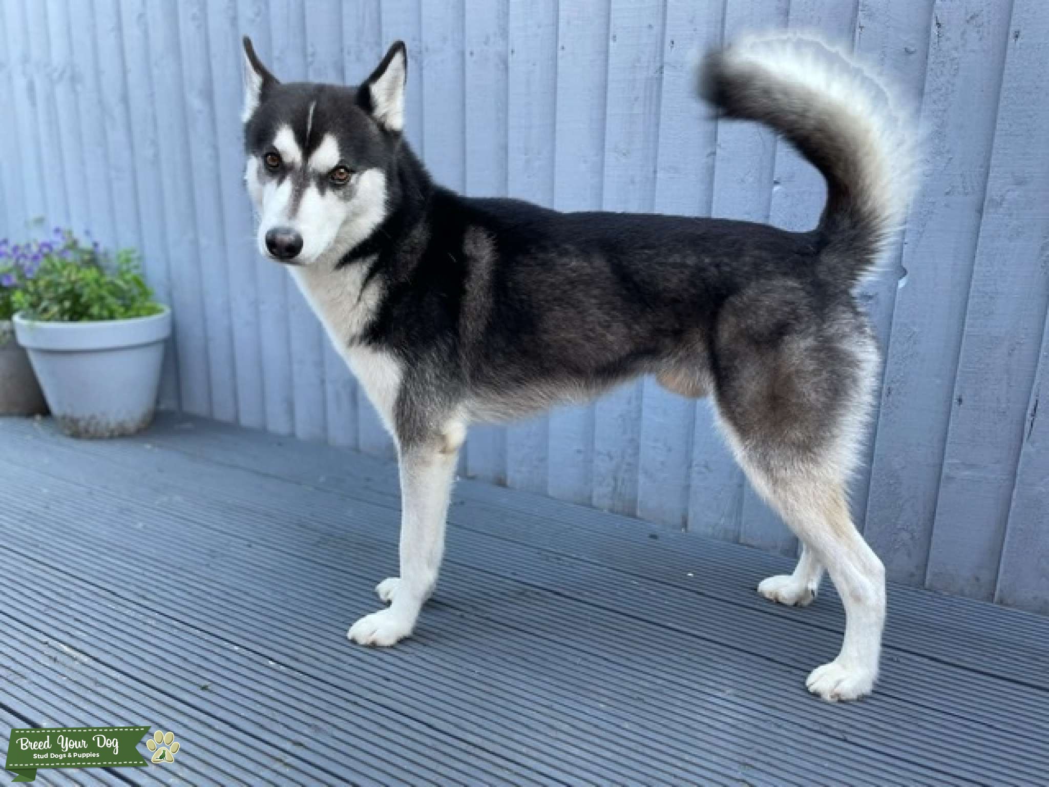 Siberian Husky white/black & brown eyes - Stud Dog in Grimsby. Waltham ...