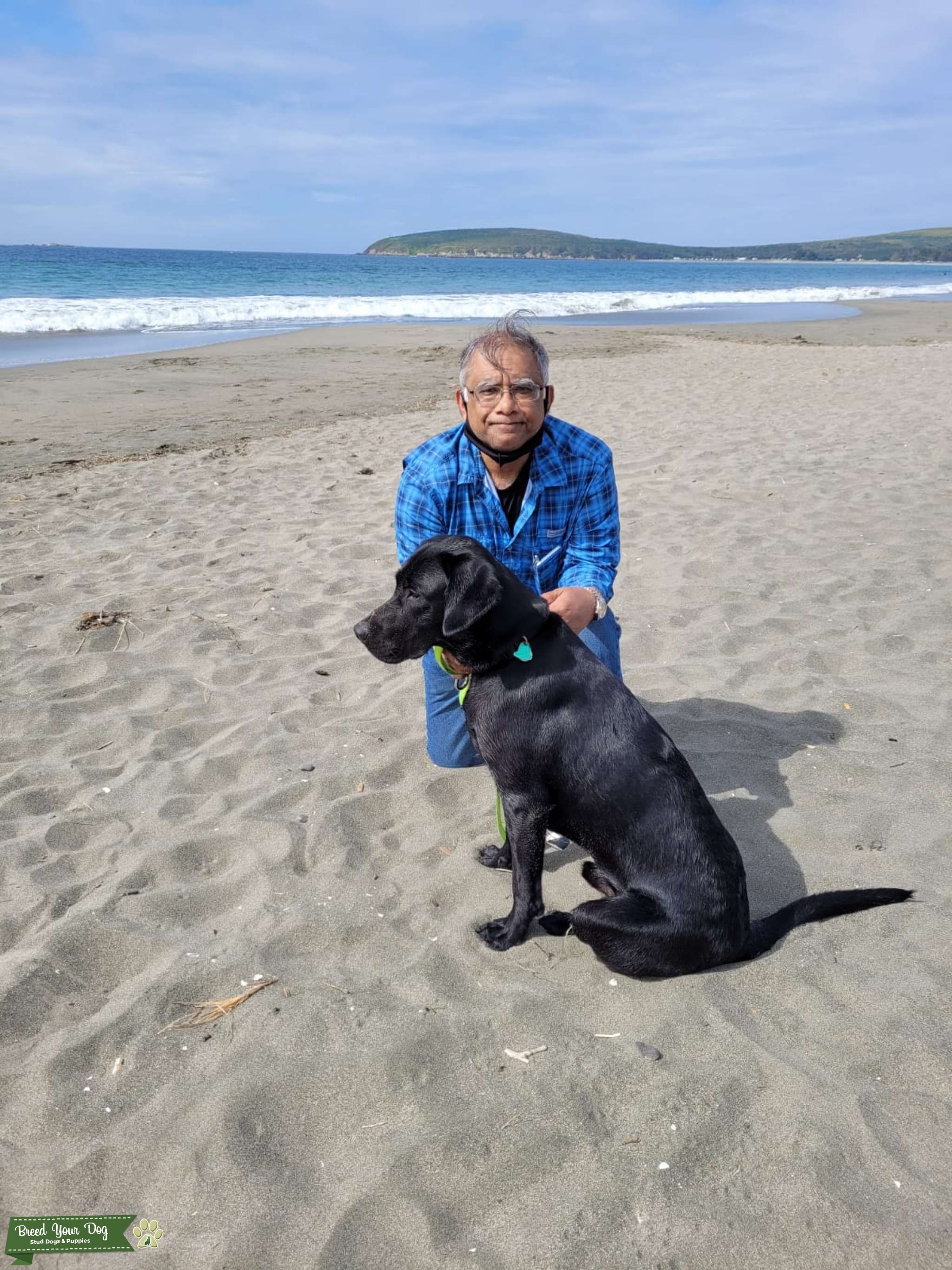 Bigger Black Lab -- Field Lab - Stud Dog in Northern California, the ...