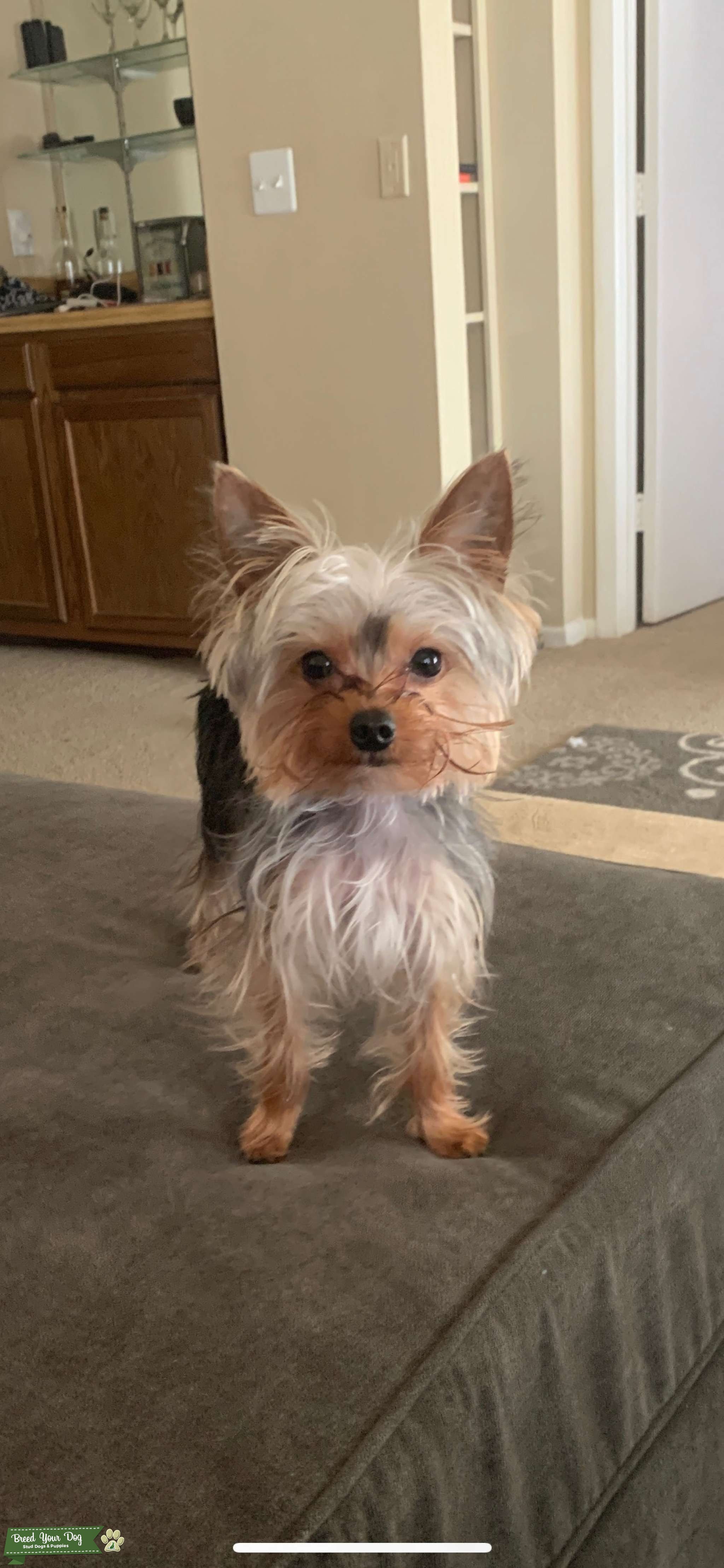 4lb Yorkie Male - Stud Dog in SC, the United States | Breed Your Dog