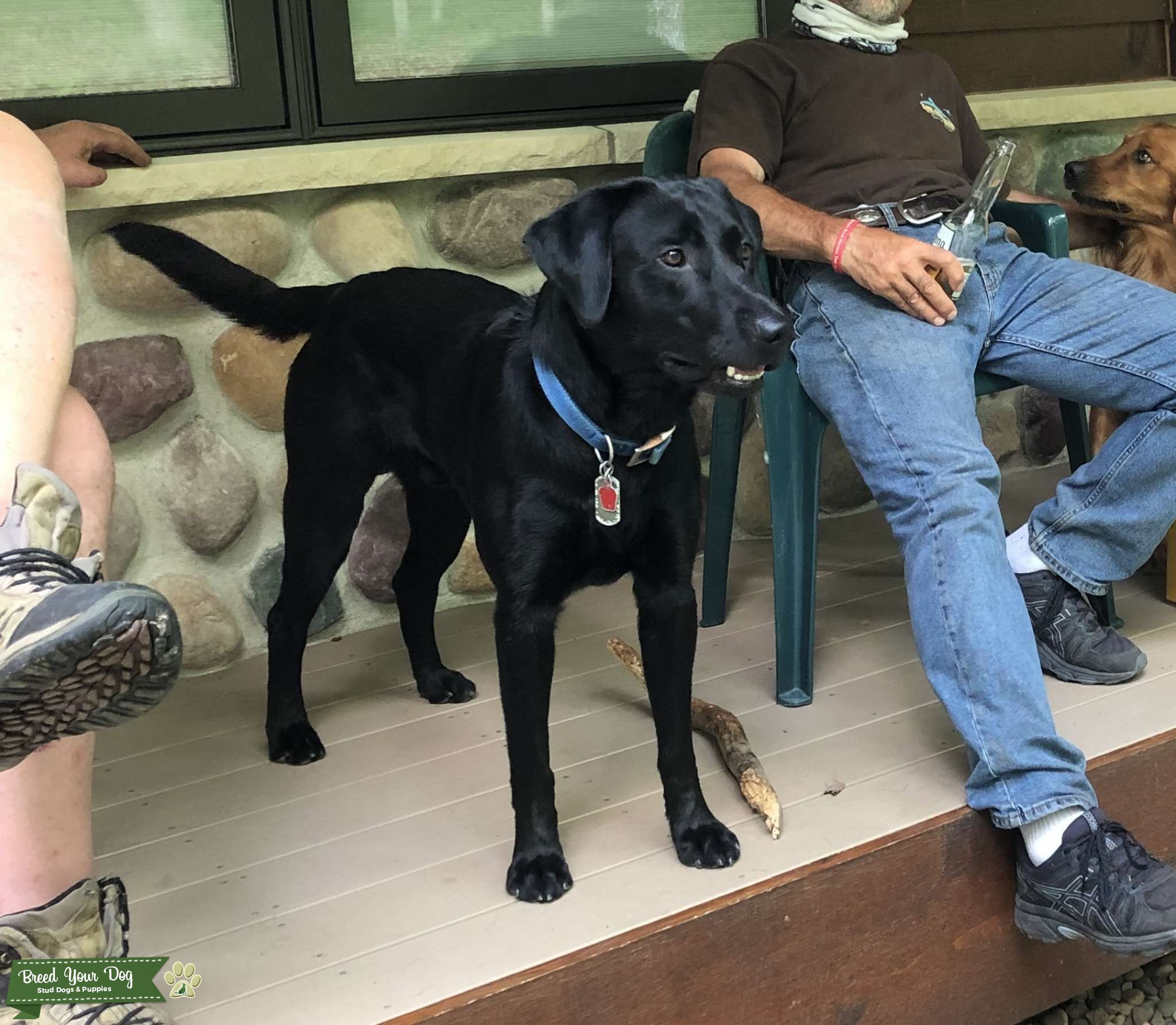 Pure Bred Black Labrador - Stud Dog in Wisconsin, the United States ...