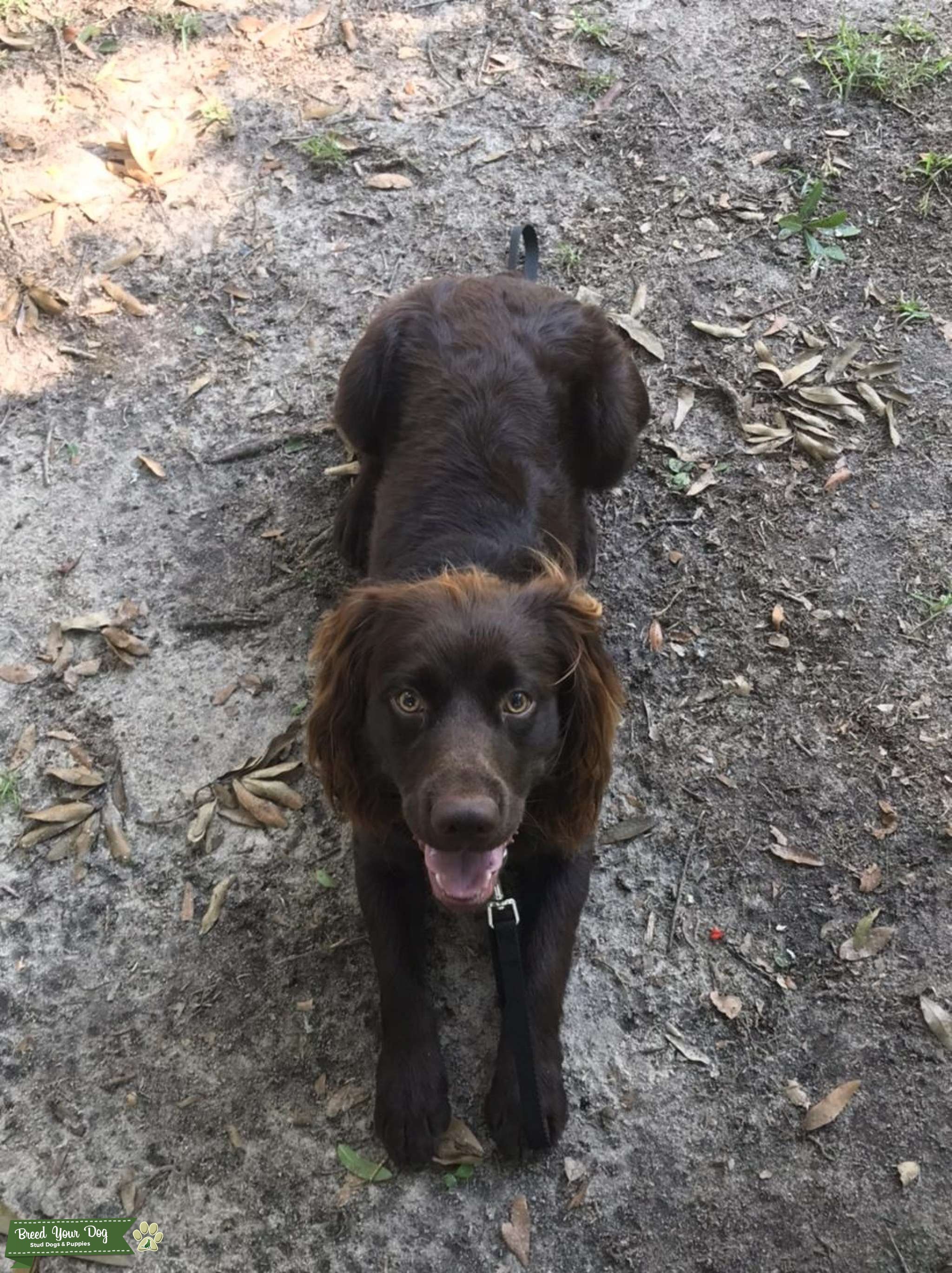 Boykin Spaniel stud - Stud Dog in South Carolina , the United States ...