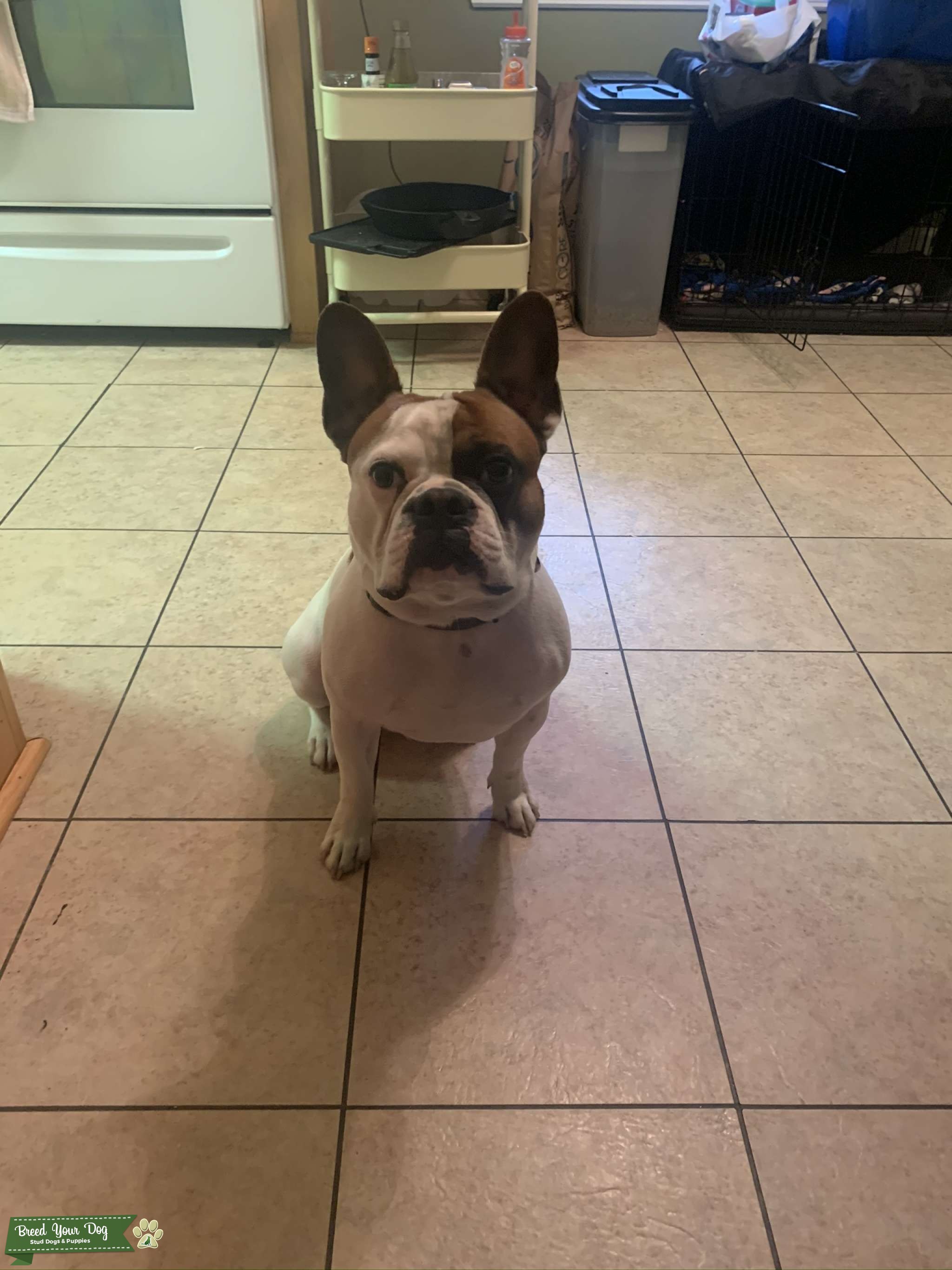 Frenchton-50/50 AKC fawn Frenchie dad x Red Boston mom - Stud Dog in NC ...