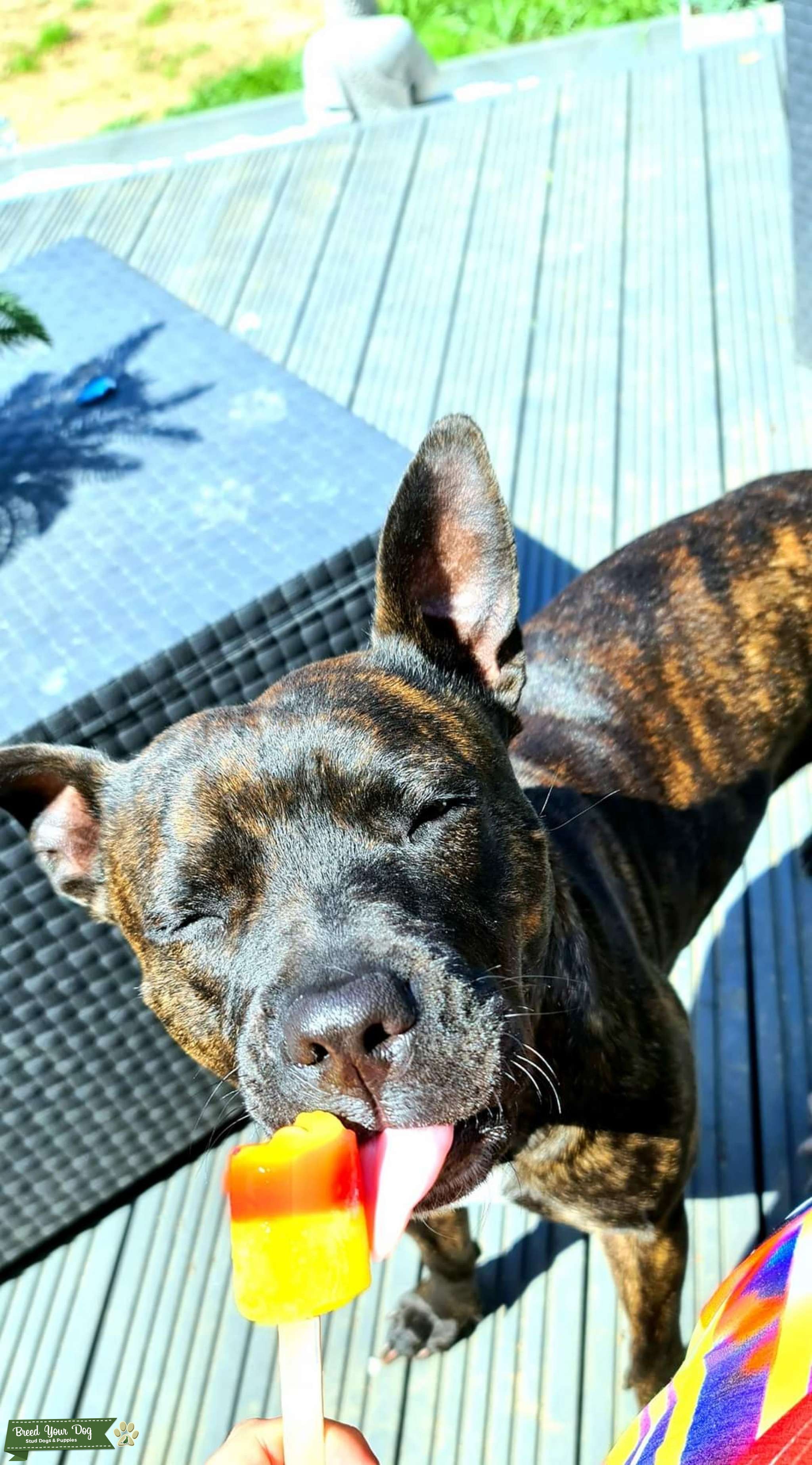 Beautiful Bubbi Needs A Stud ASAP - Stud Dog in Slough, the United ...