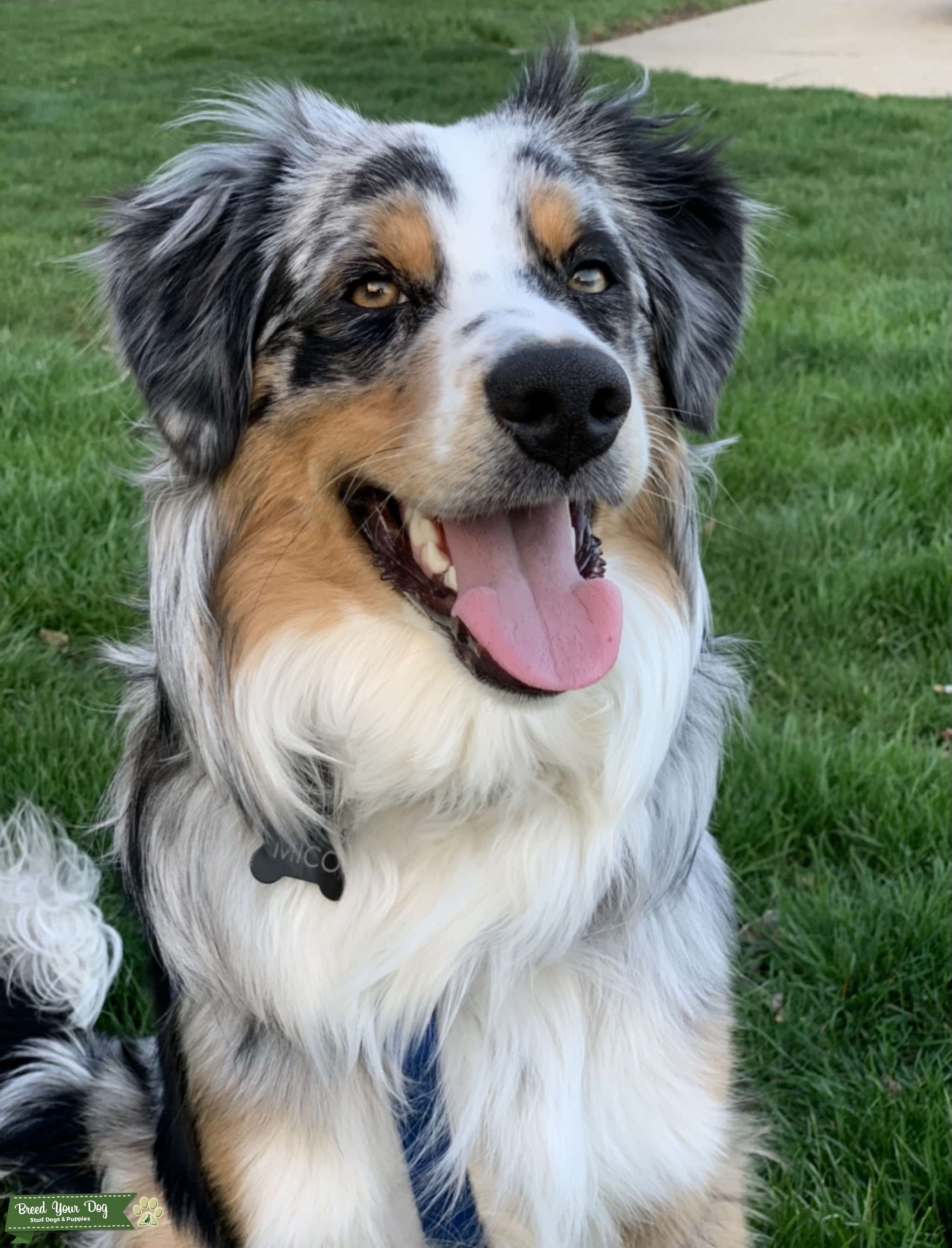 What Makes A Dog A Blue Merle