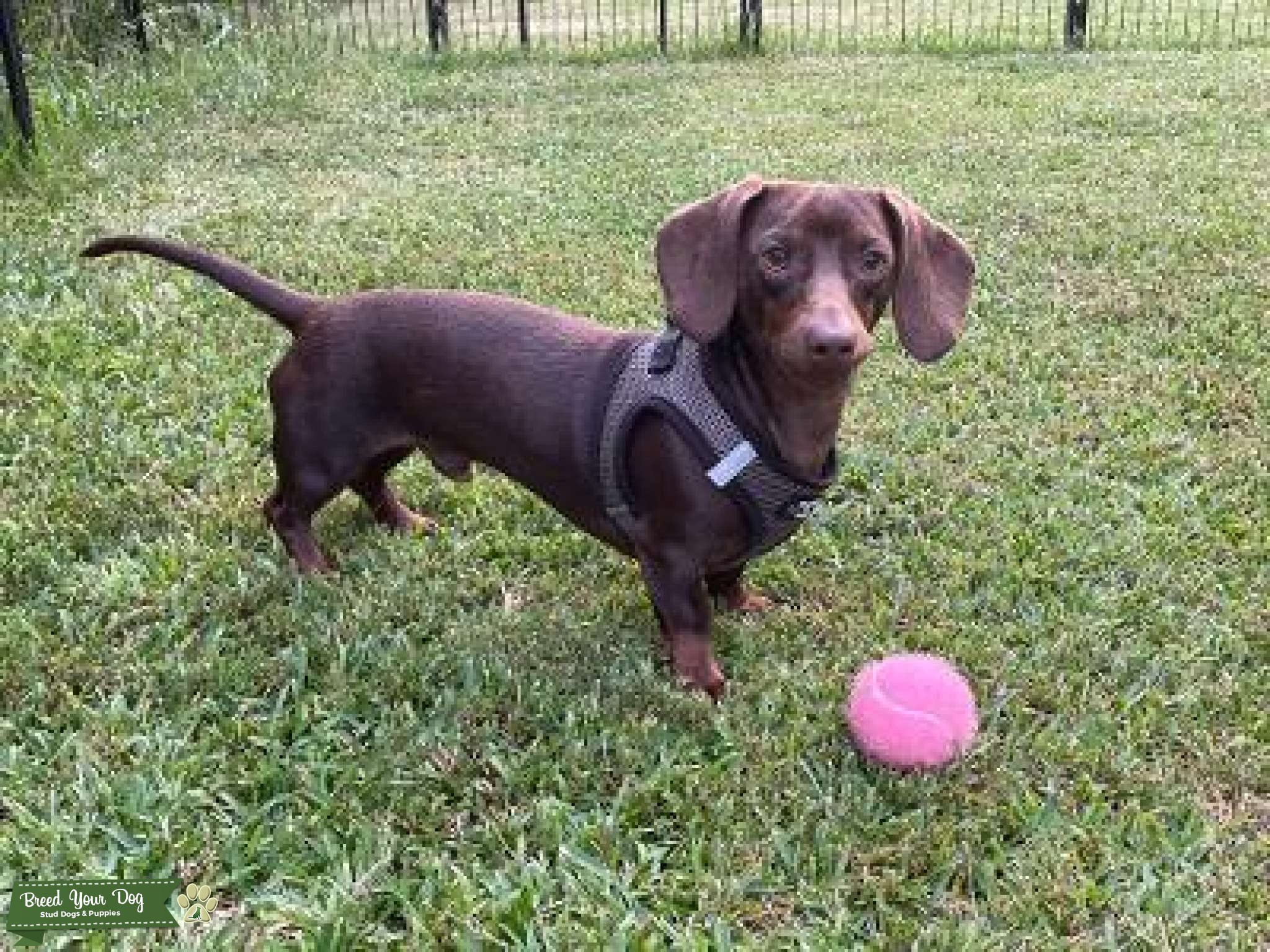 Chocolate/Tan Miniature Dachshund - Stud Dog GA - Breed Your Dog