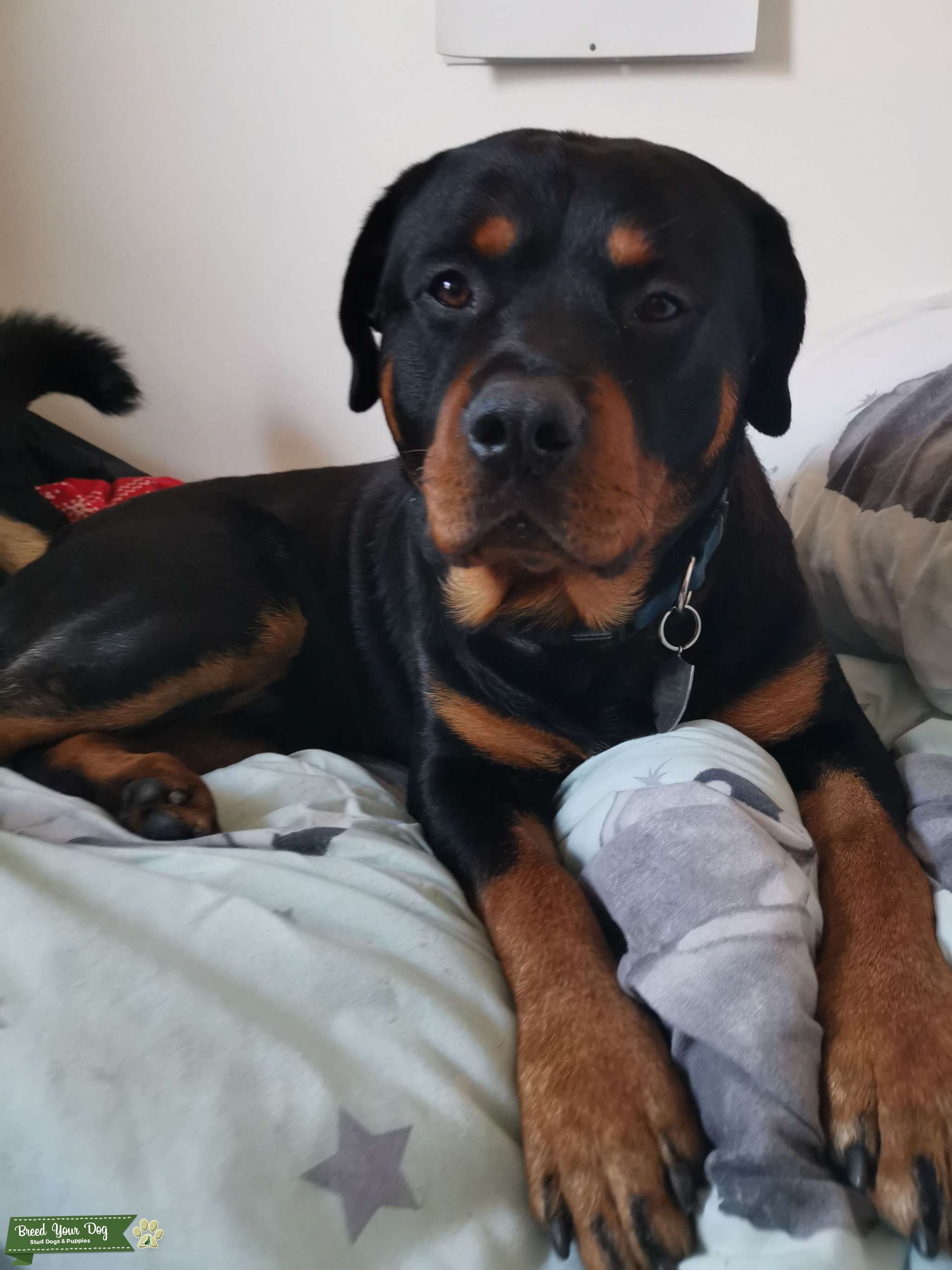 Rottie - Stud Dog in WEST YORKSHIRE, the United States | Breed Your Dog