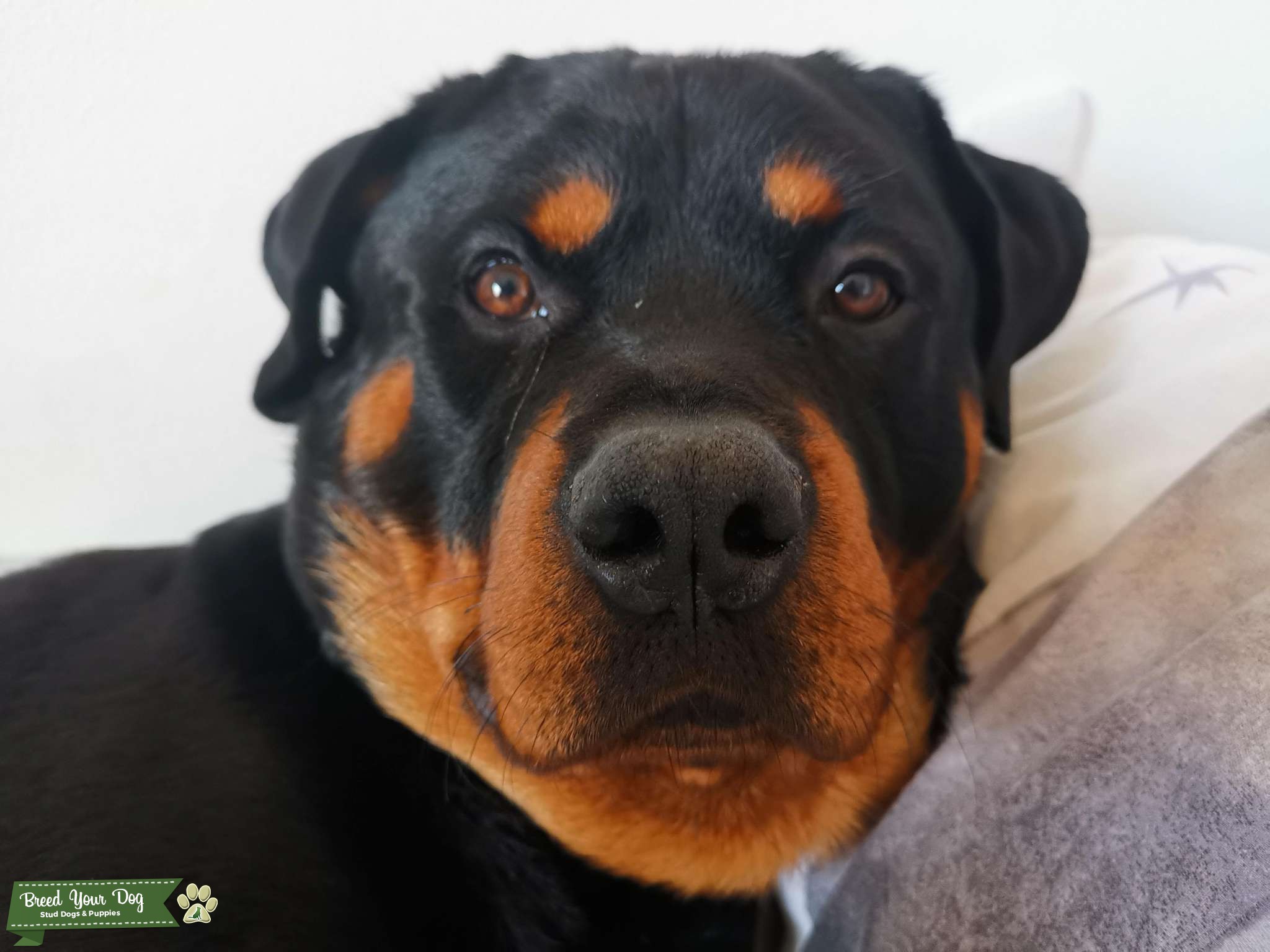Rottie - Stud Dog in WEST YORKSHIRE, the United States | Breed Your Dog